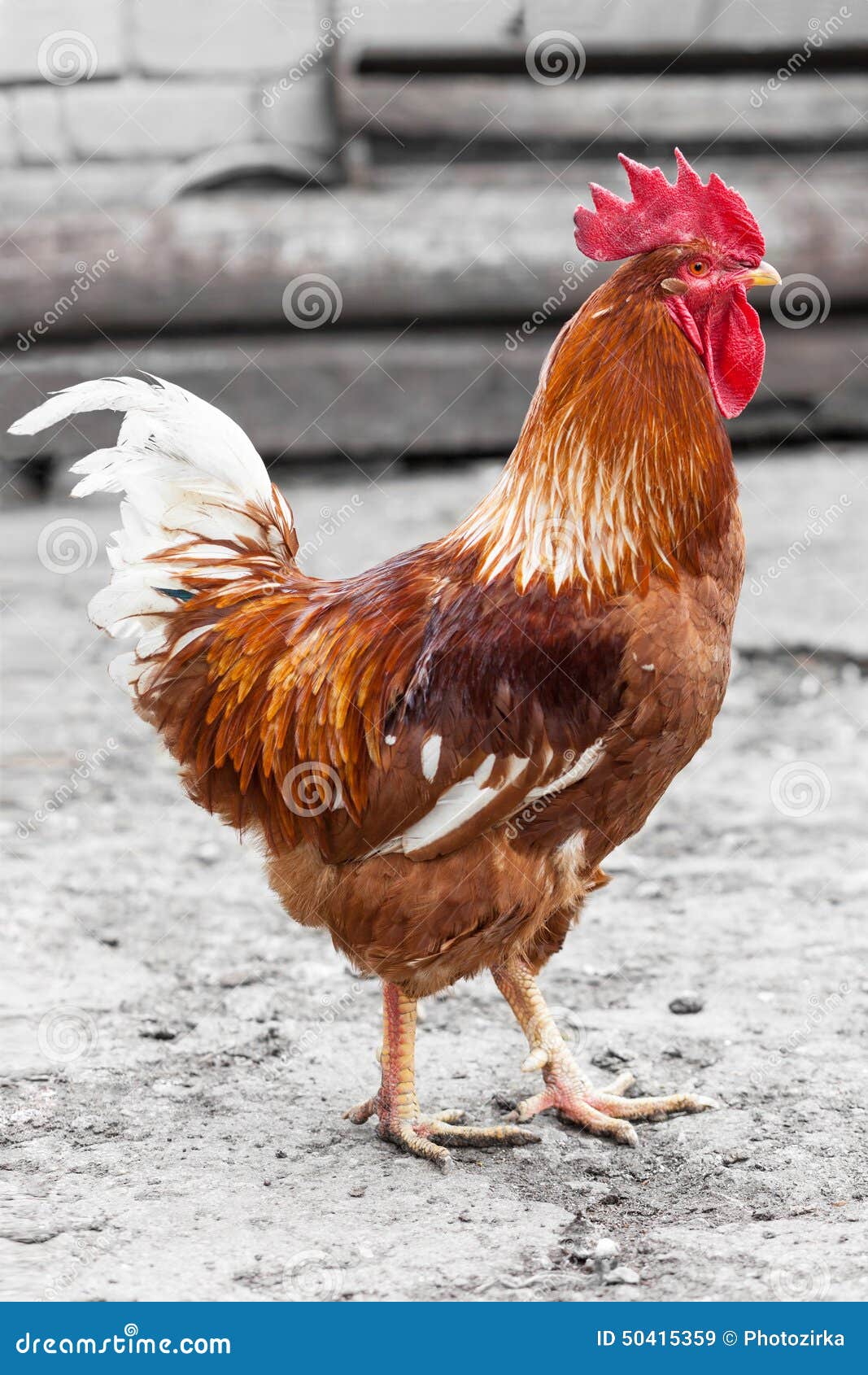 Red Rooster with White Tail Stock Image - Image of outside, closeup ...