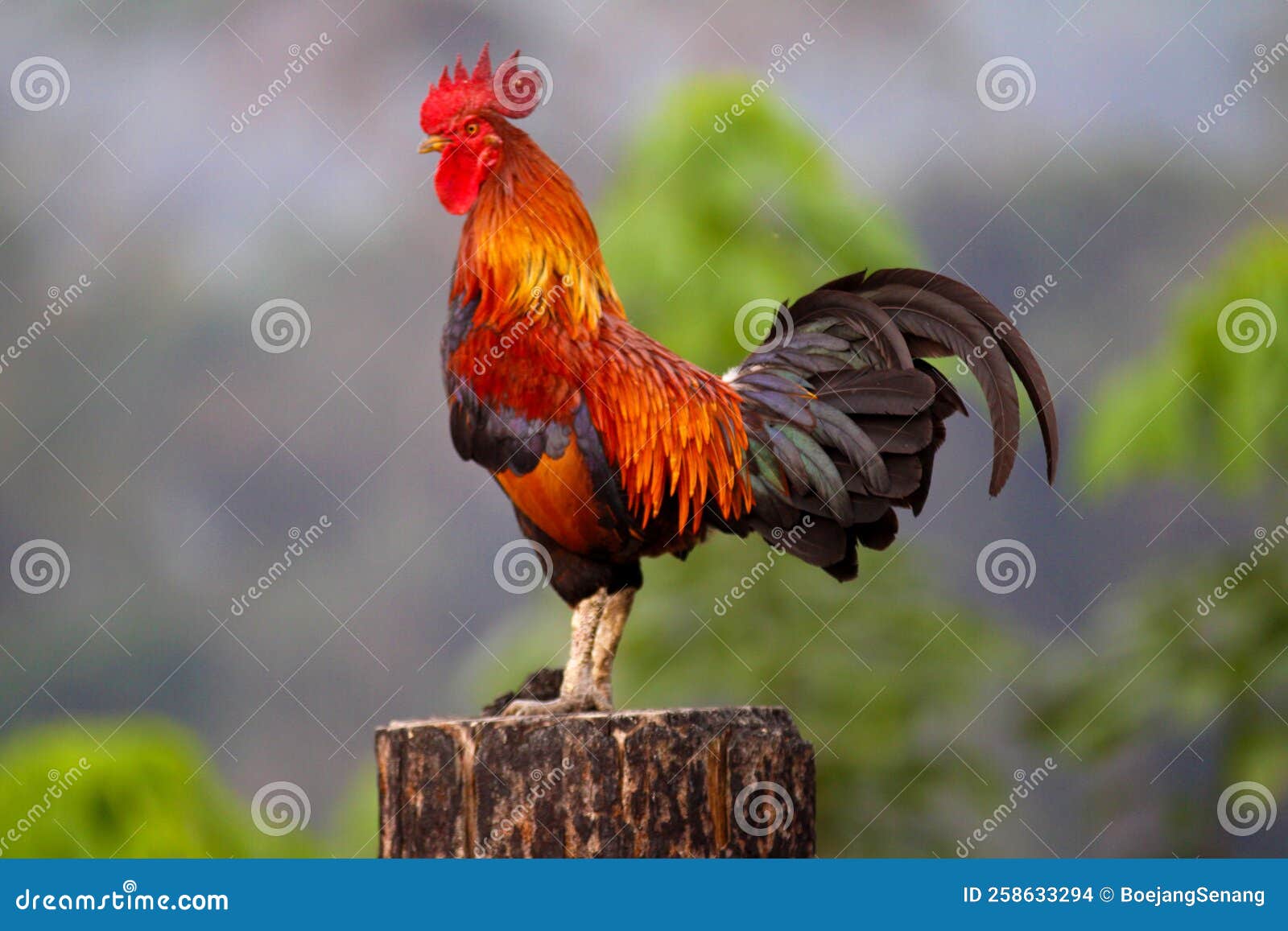 Red Roosters Perching stock photo. Image of perched - 258633294
