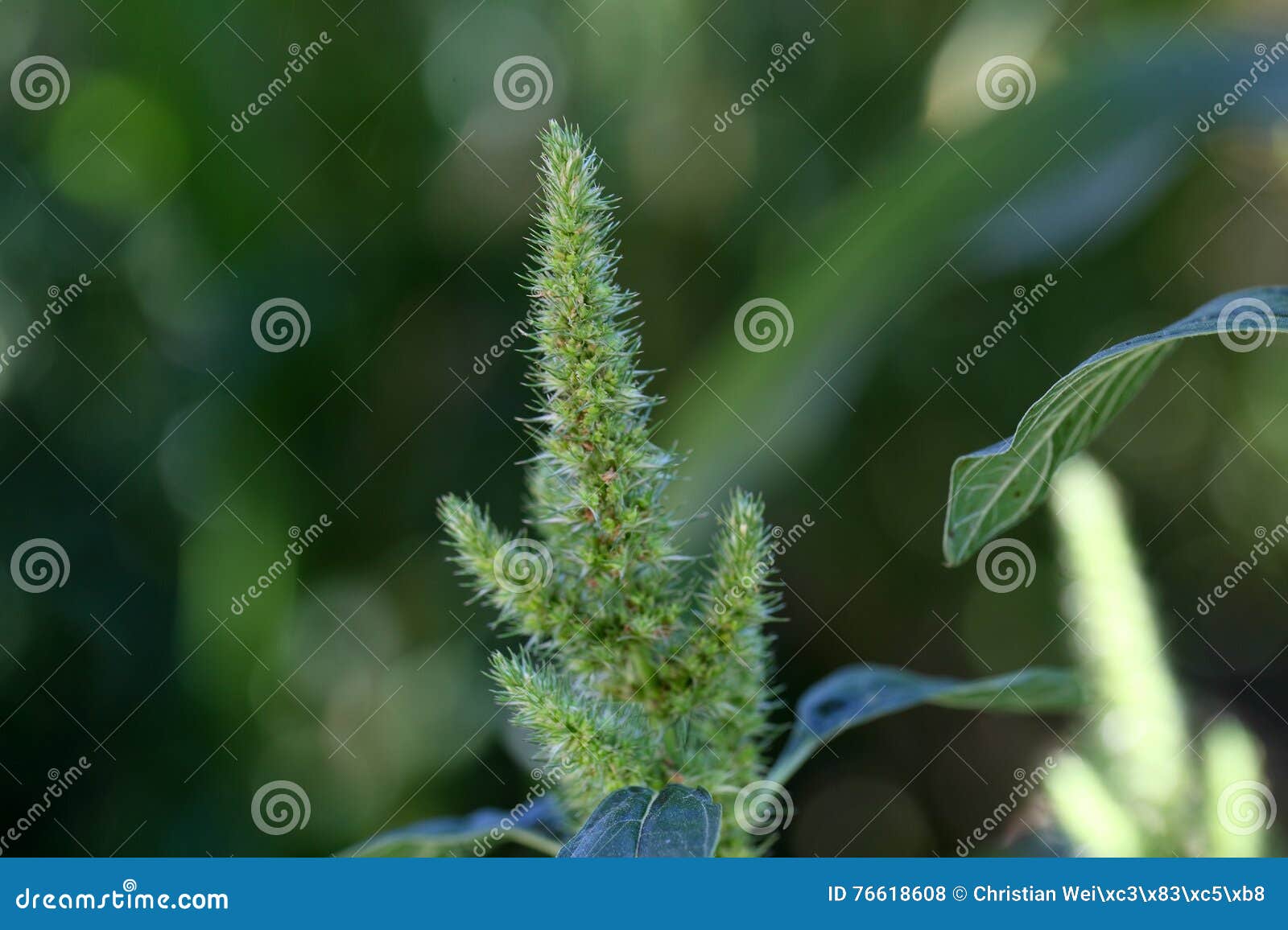 Red Root Amaranth (Amaranthus Retroflexus) Stock Photo - Image of ...