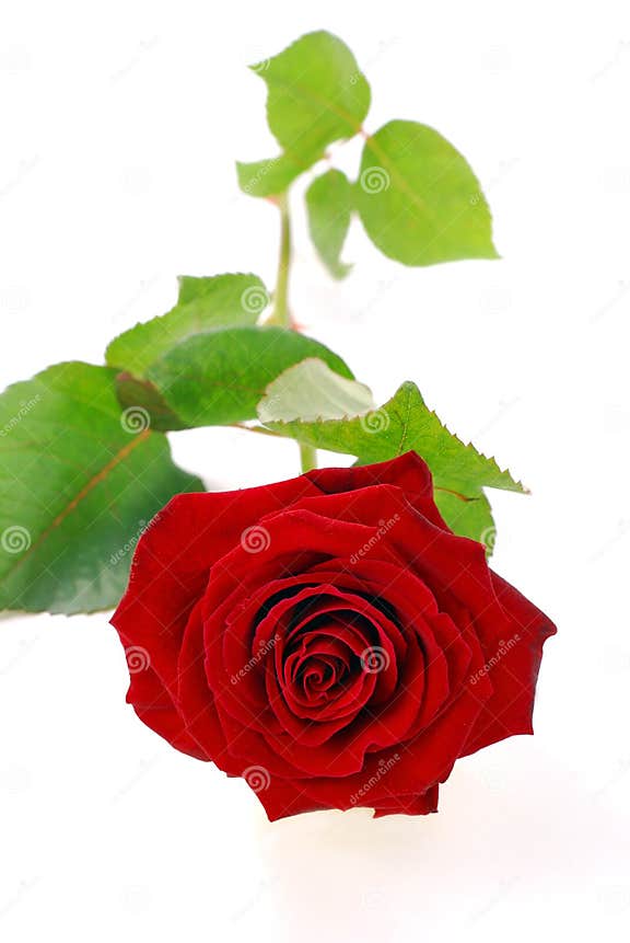 Red rosa isolated on white stock image. Image of smelling - 13244569