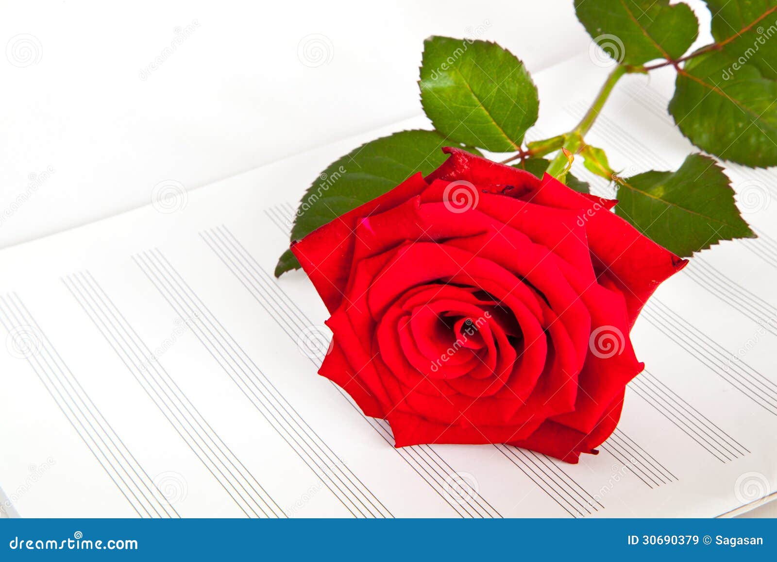 Red rosa stock image. Image of note, flower, rose, music - 30690379