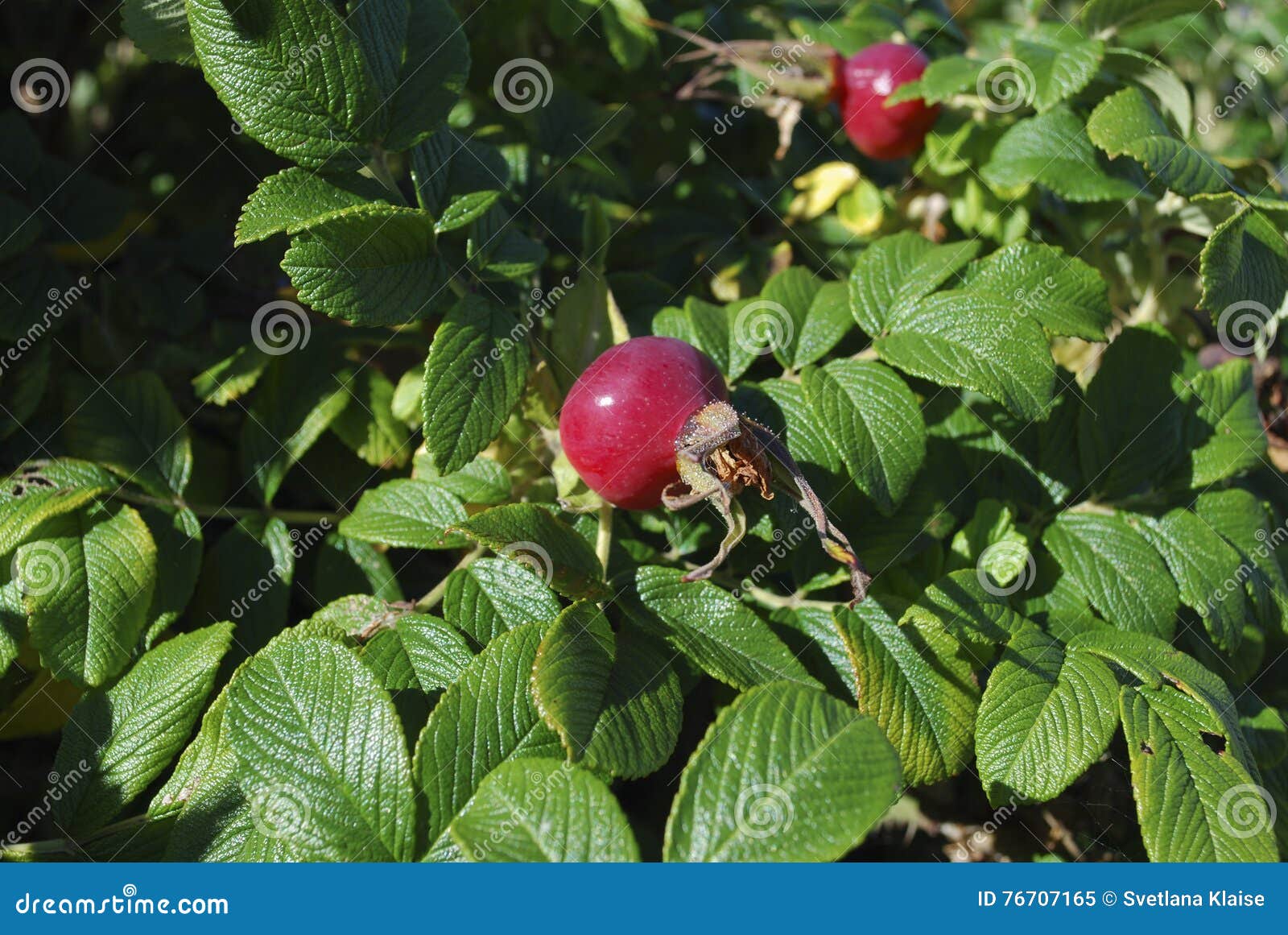 Red Rosa Rugosa Fruit on the Branch. Stock Image - Image of leaf, green ...