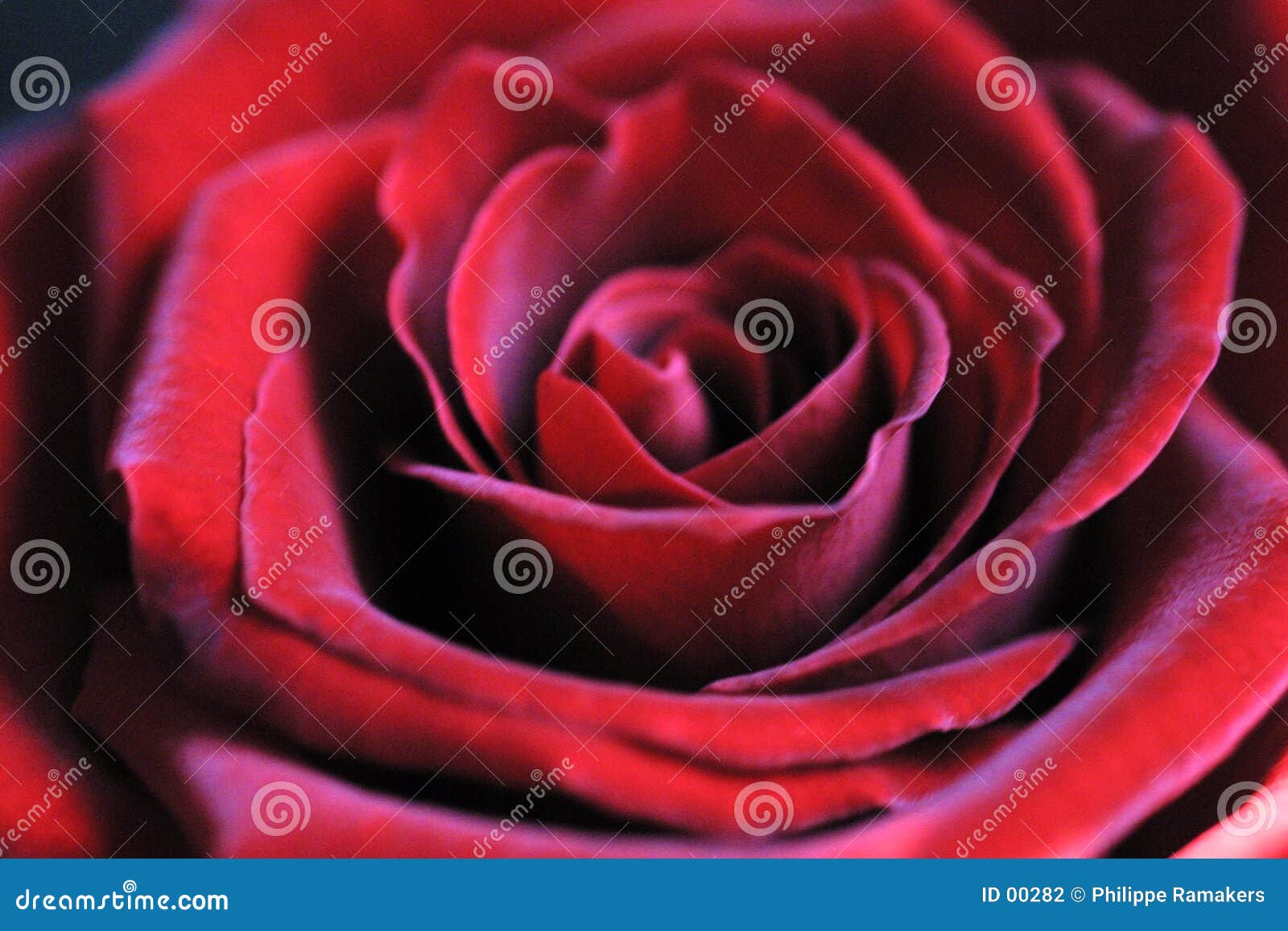 Red rose stock photo. Image of velvet, color, open, beauty - 282