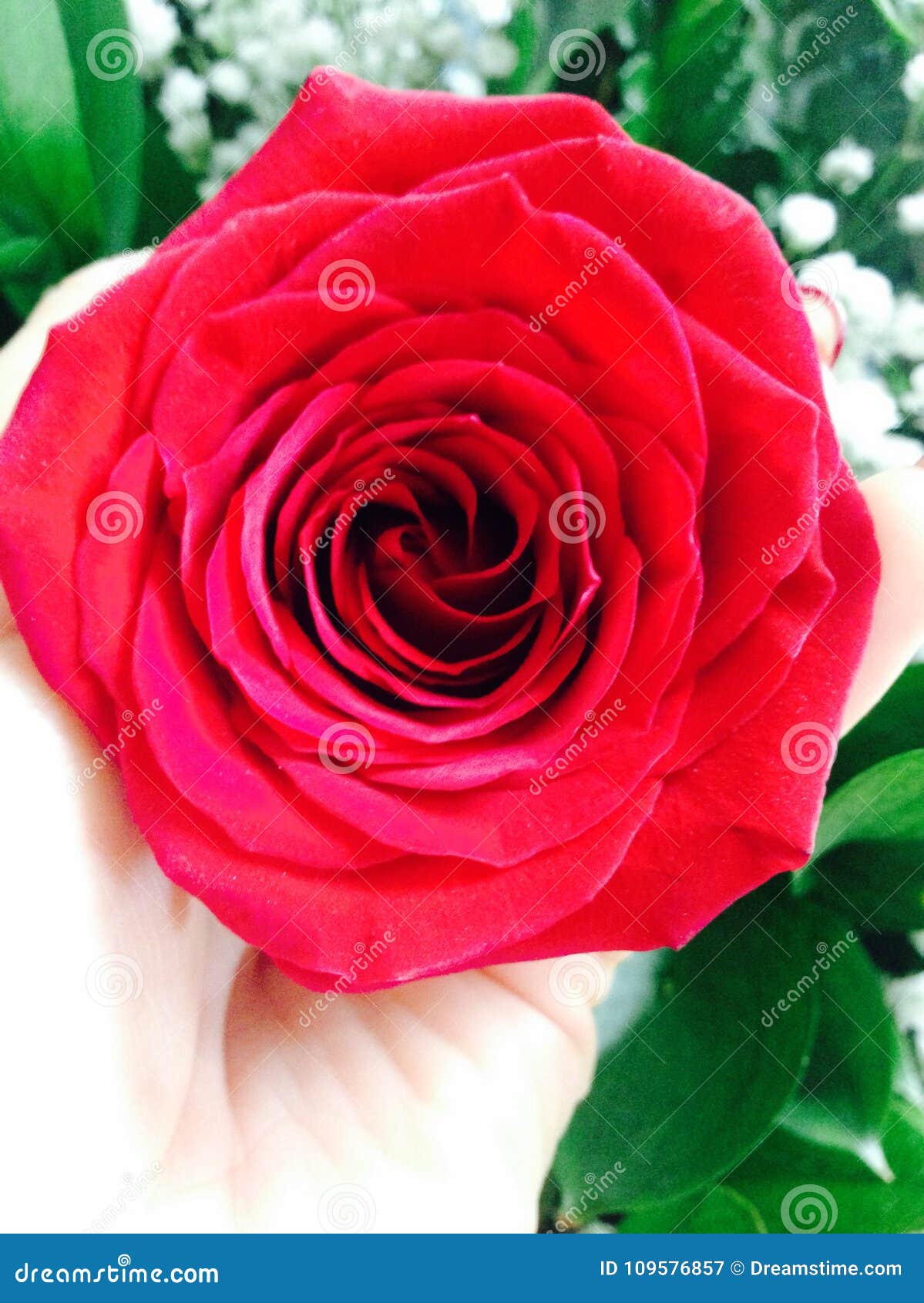 Red rose stock image. Image of rose, hand, green, flower - 109576857