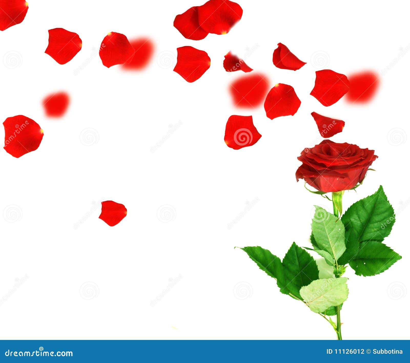 Red Rose stock photo. Image of fall, background, focus - 11126012
