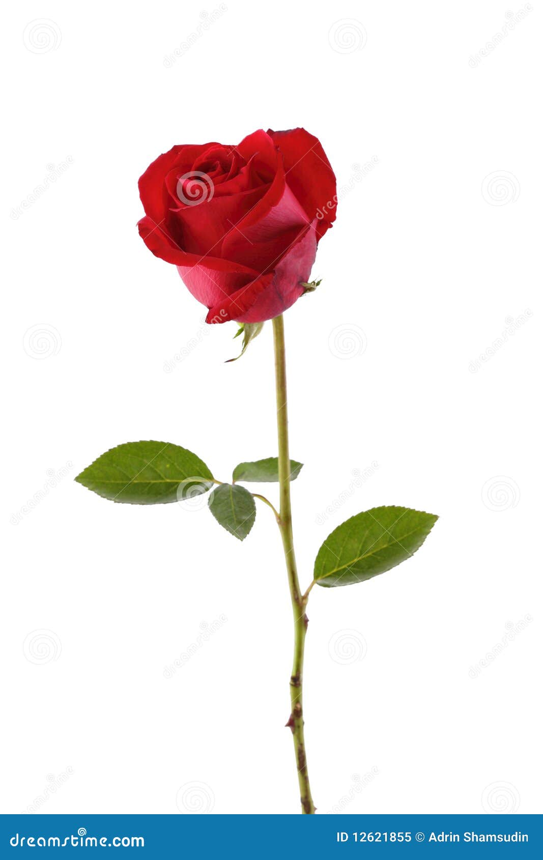 Red rose stock image. Image of flora, vertical, leaves - 12621855