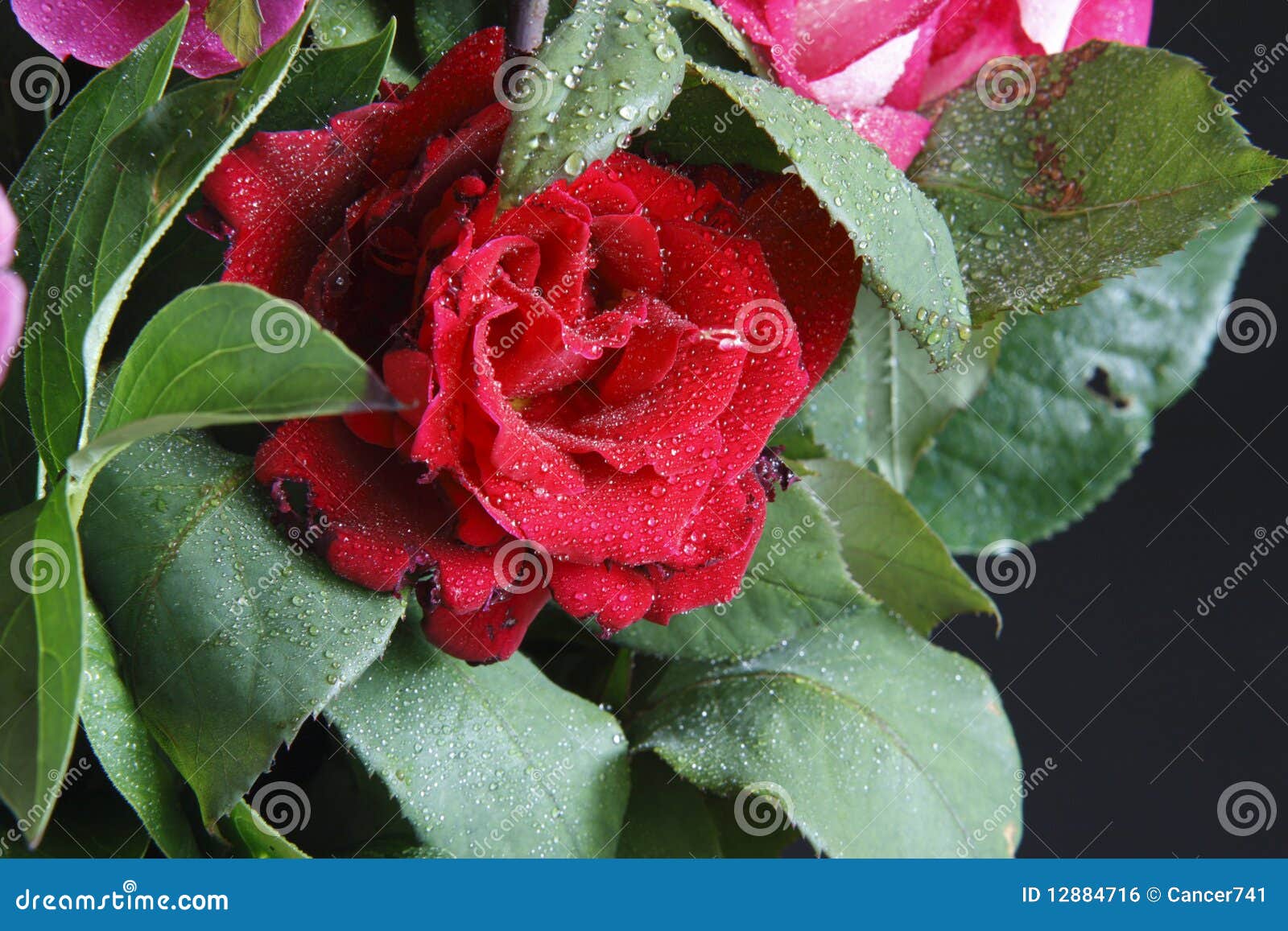 Dew on red rose stock photo. Image of nature, flowering - 12884716