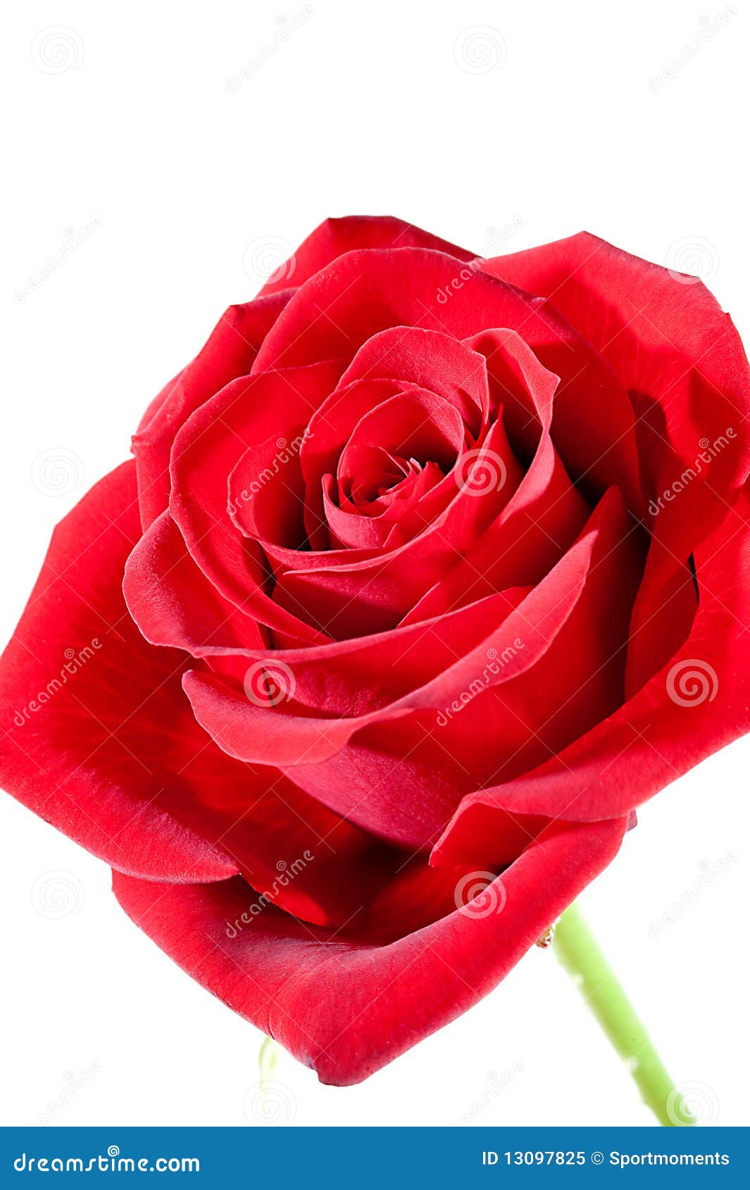 Red rose stock image. Image of decoration, romantic, passion - 13097825