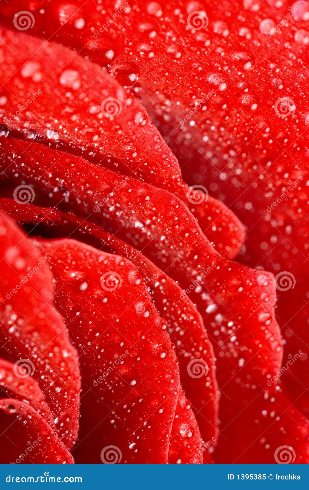 Red rose stock image. Image of leaves, fresh, love, flowers - 1395385
