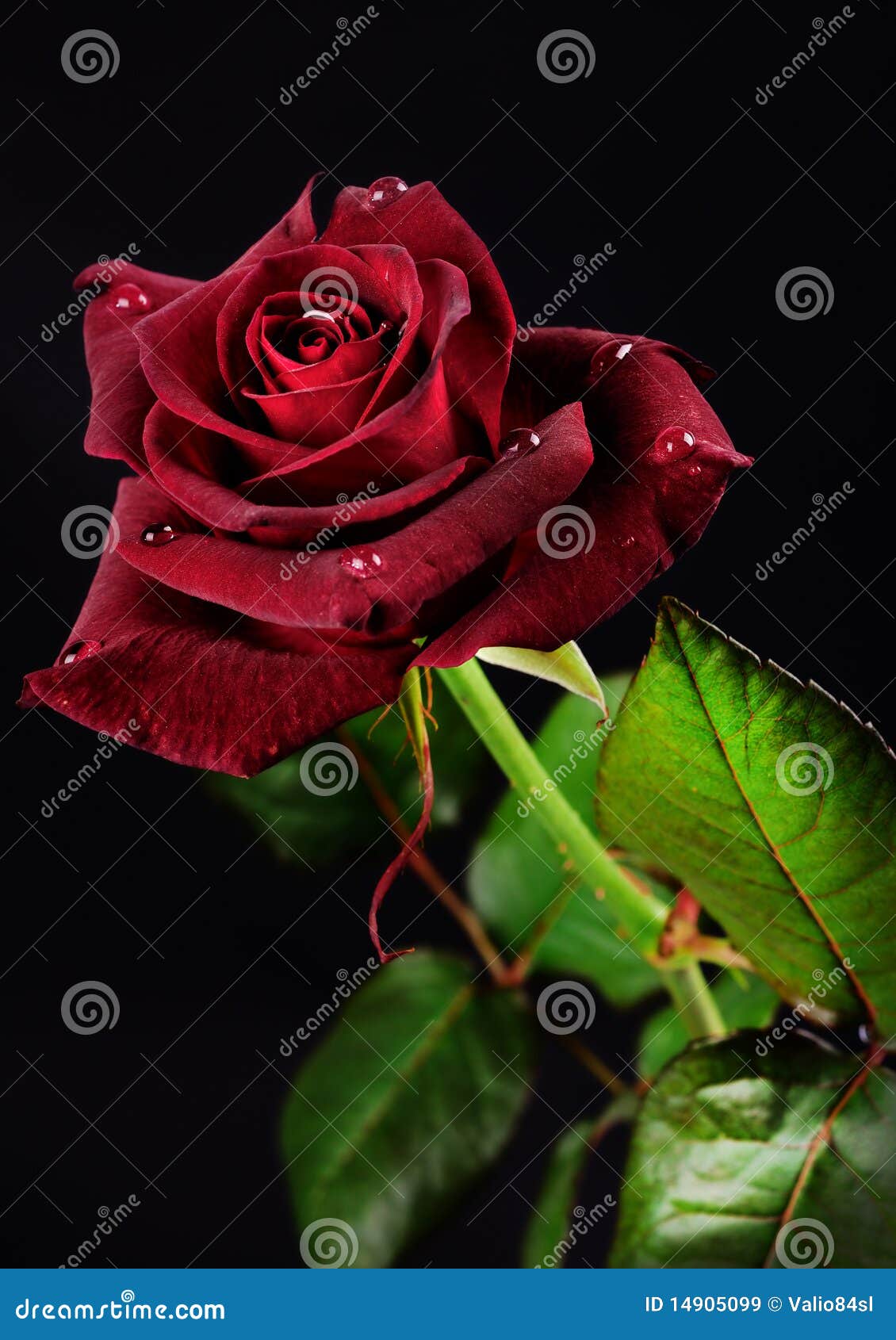 Red rose stock image. Image of background, botanical - 14905099