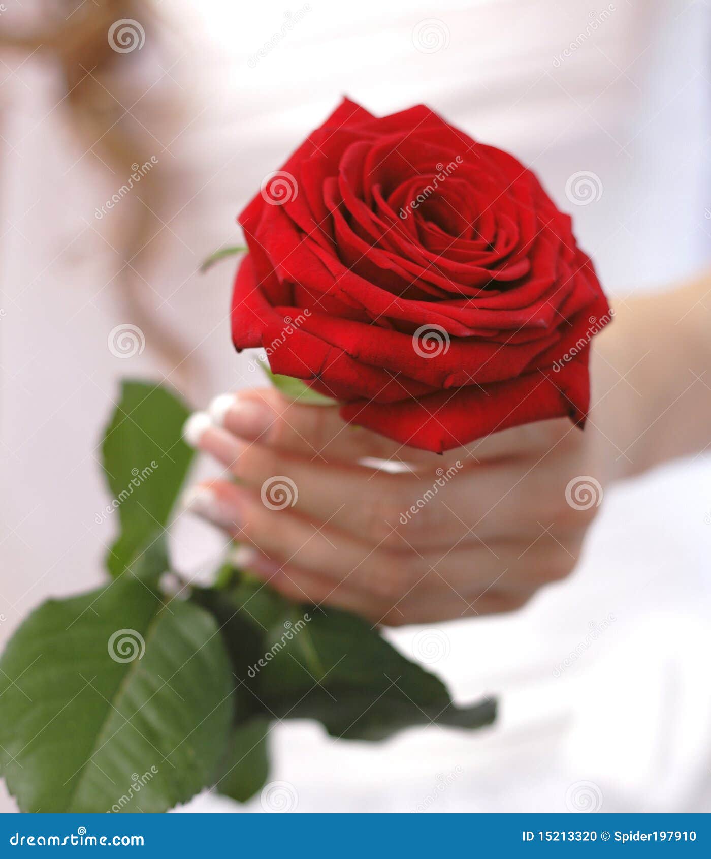 Red rose stock photo. Image of flower, hand, rose, romanticism - 15213320