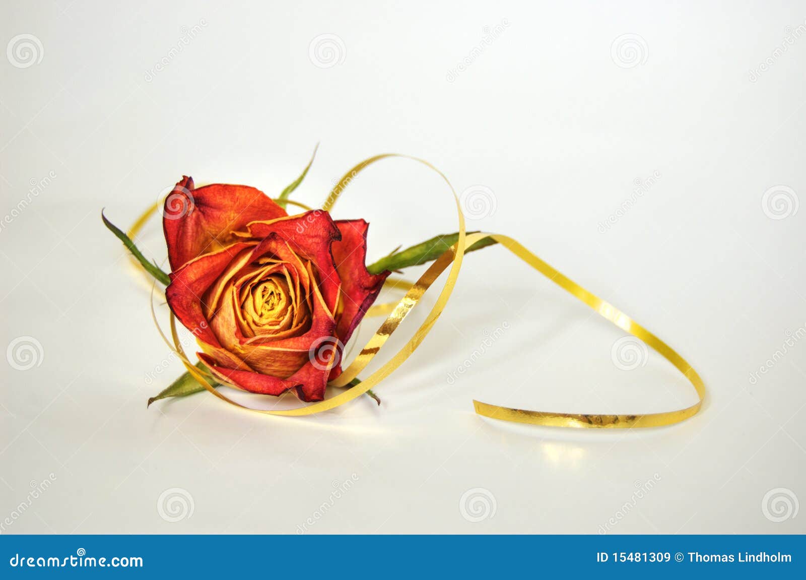Red rose stock image. Image of blossom, ribbon, isolated - 15481309