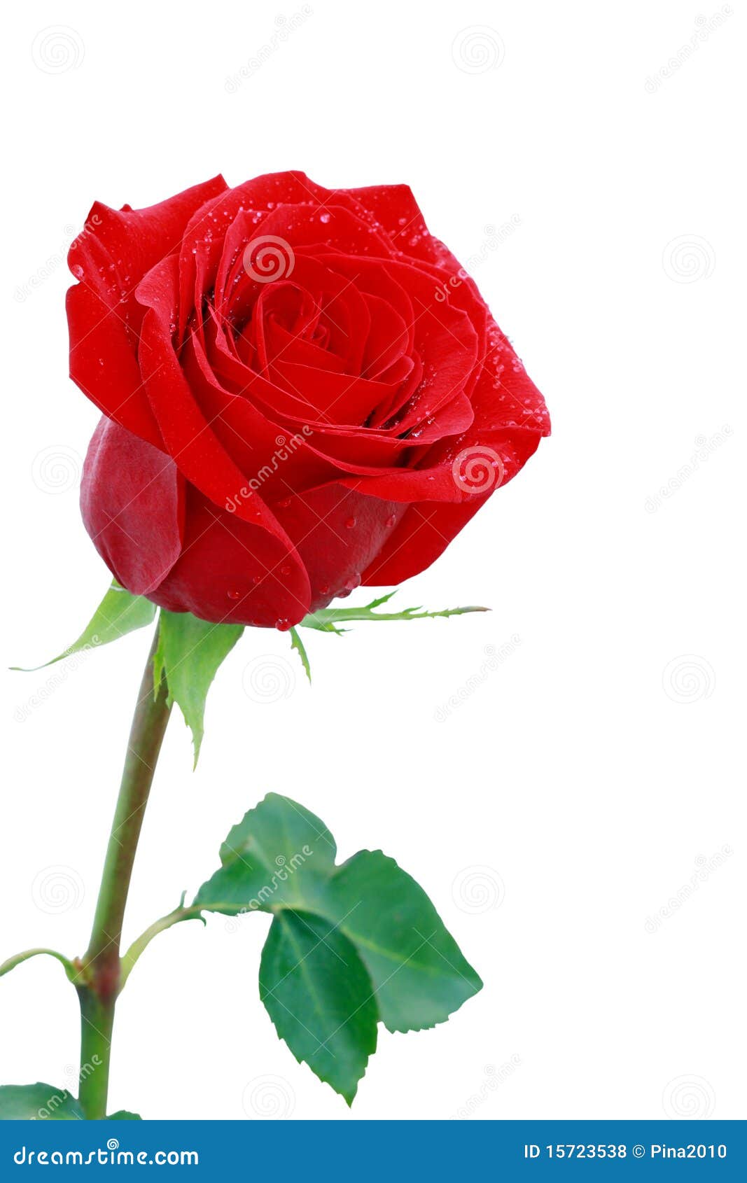 Red Rose stock photo. Image of giving, background, romance - 15723538