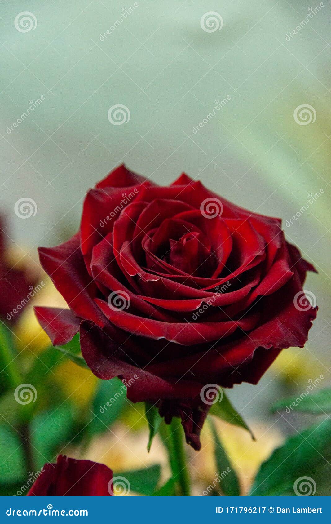 Red Rose High Detail Rich Colour Stock Image - Image of spring, floral ...