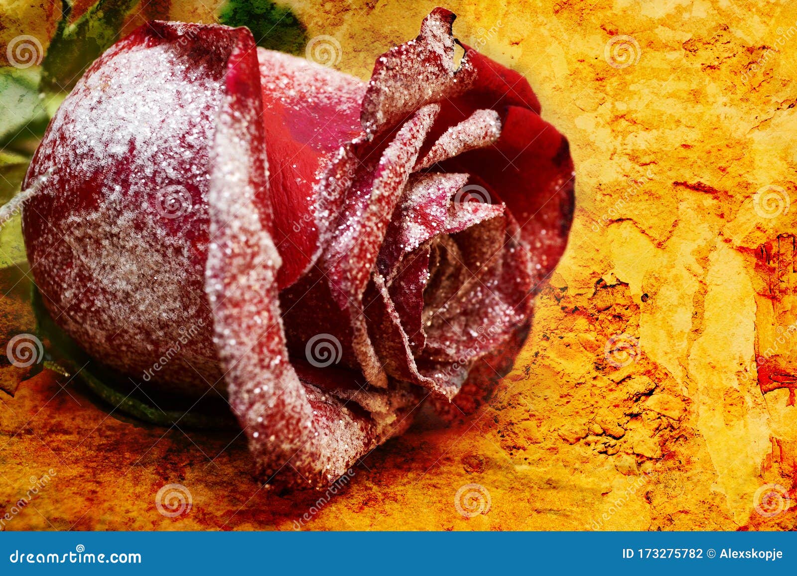 Red rose stock photo. Image of beautiful, horizontal - 173275782