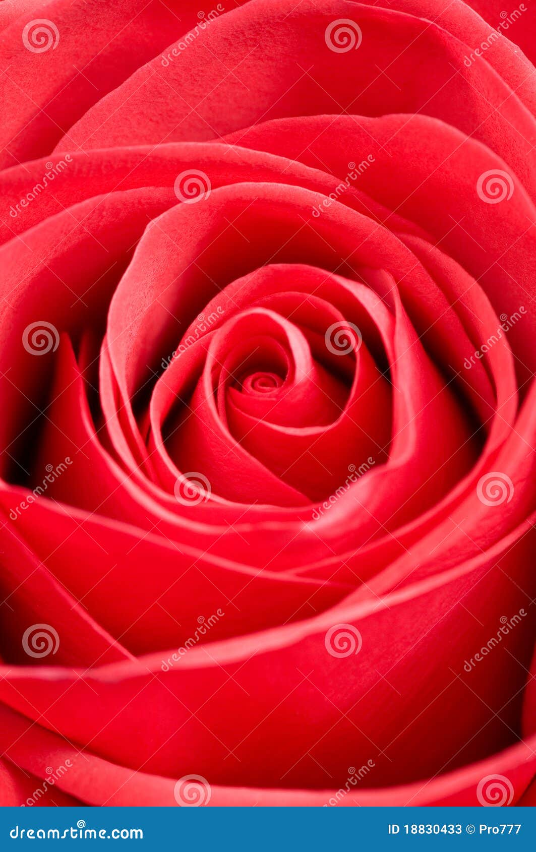 Red rose stock image. Image of background, bright, decorate - 18830433
