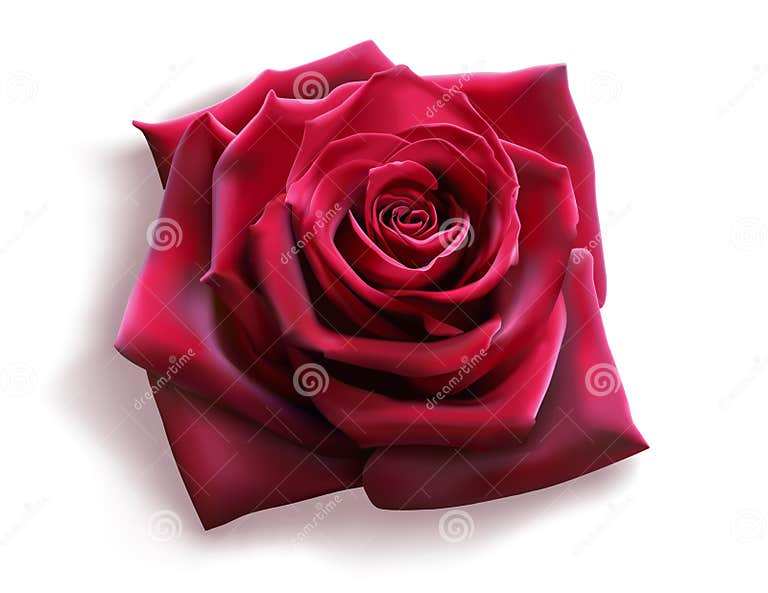 Red Rose stock vector. Illustration of design, color - 19118690