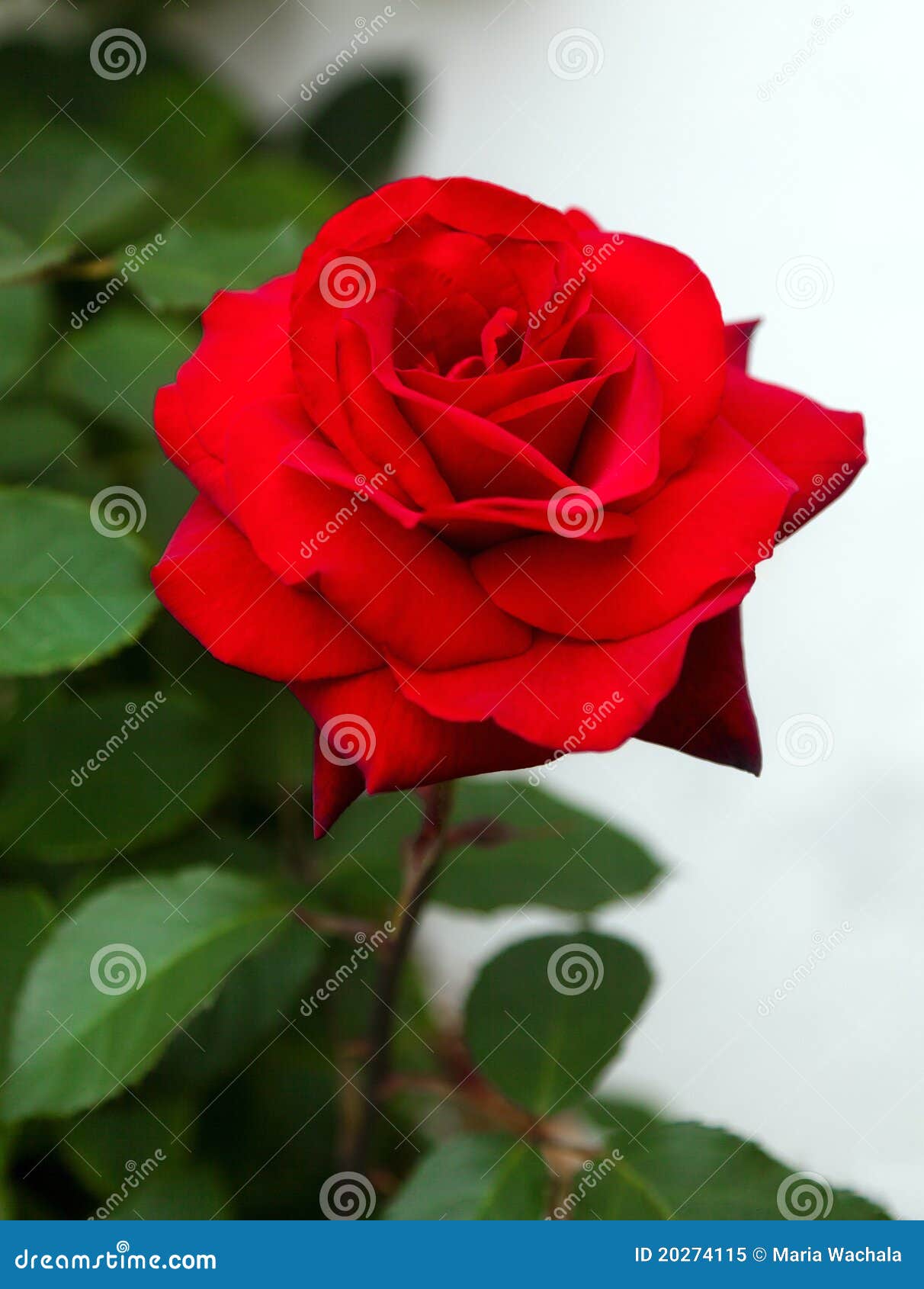 Red rose stock image. Image of delicate, blossom, love - 20274115