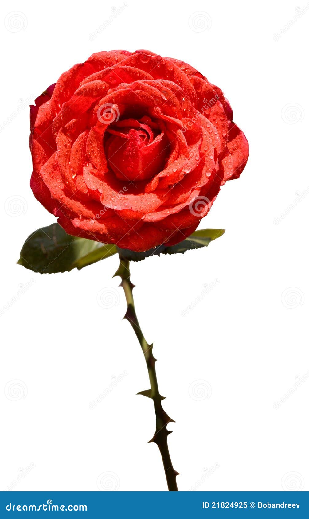 Red Rose stock image. Image of bloom, engagement, florist - 21824925