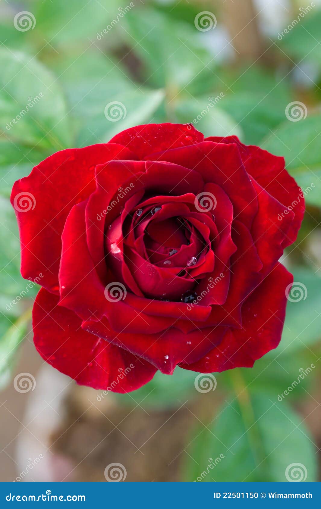 Red rose. stock photo. Image of bloom, open, anniversary - 22501150