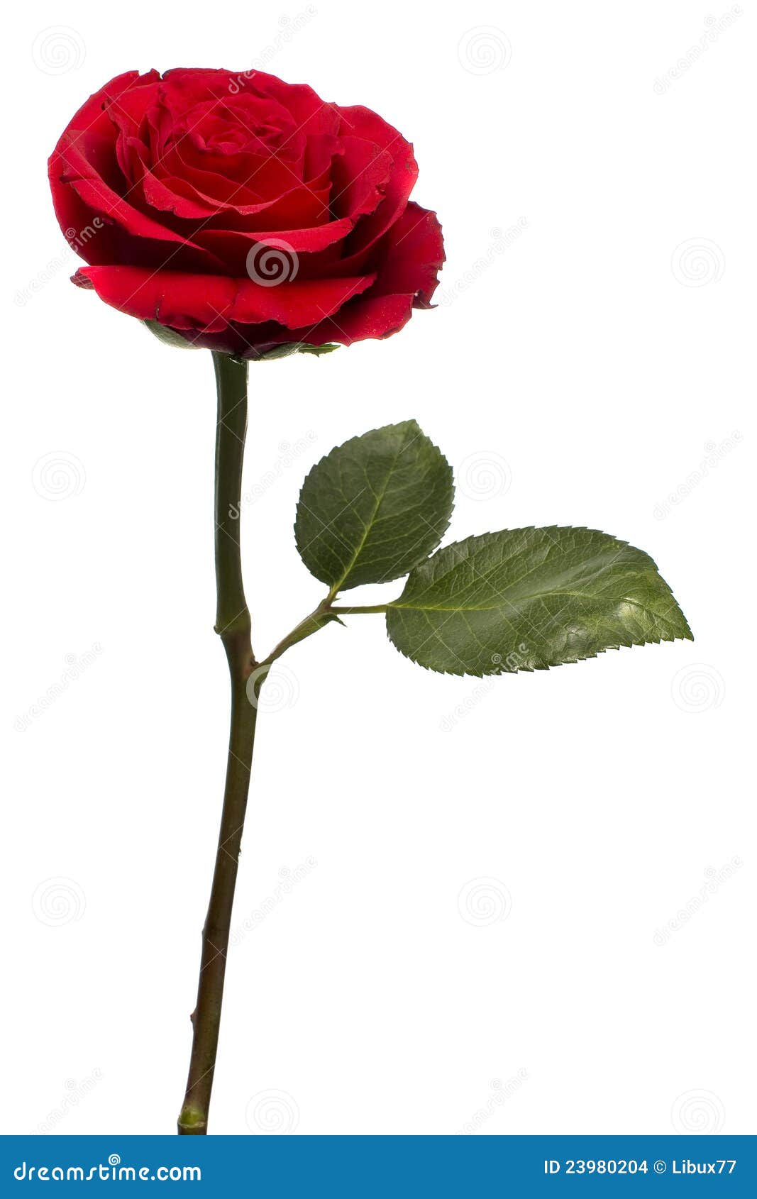 Red Rose Standing stock photo. Image of event, decoration - 23980204