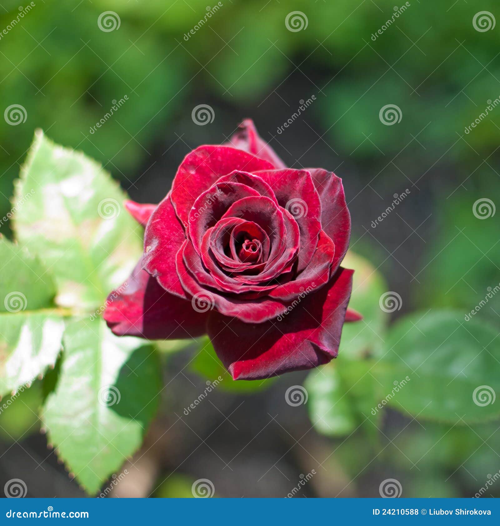 Red rose stock photo. Image of leaves, rose, traditional - 24210588