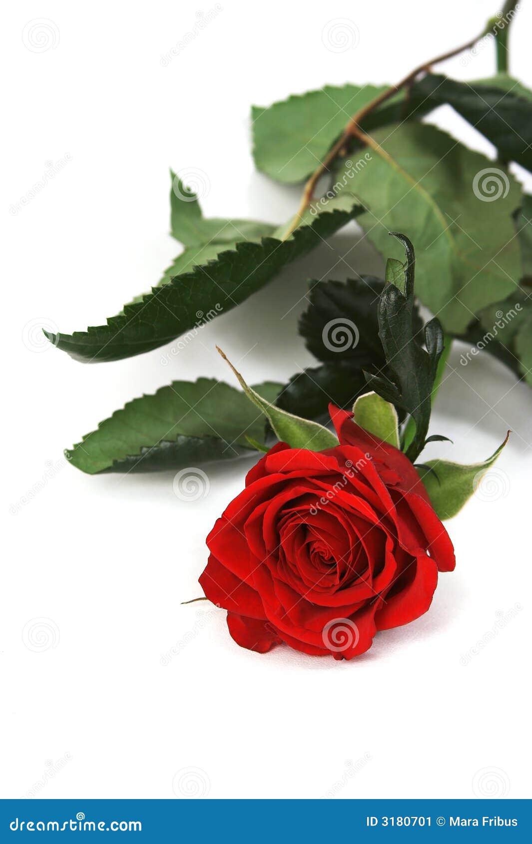 5,286 Rich Red Rose Stock Photos - Free & Royalty-Free Stock Photos ...
