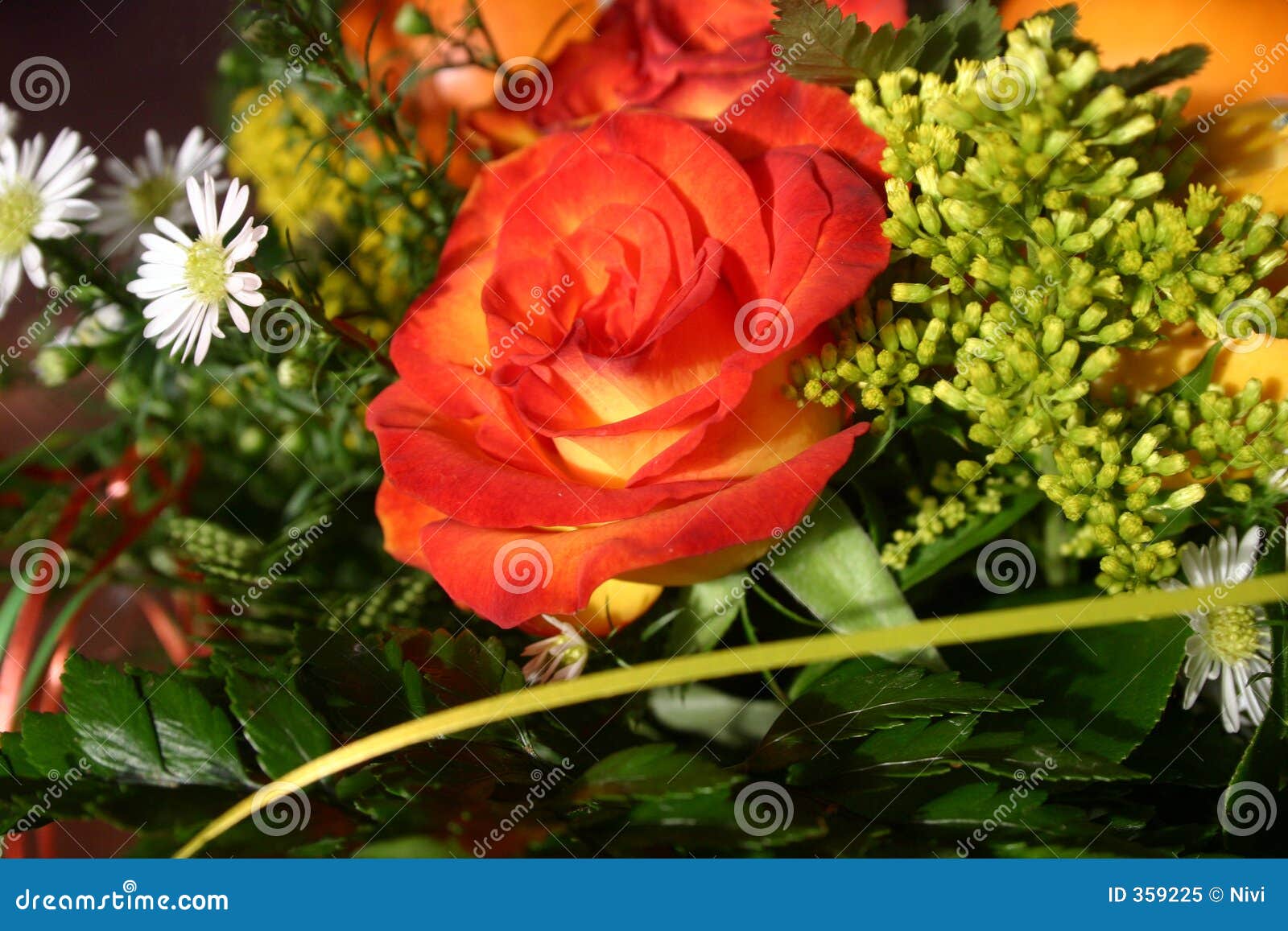 Red Rose stock image. Image of orange, mixed, bouquet, flower - 359225