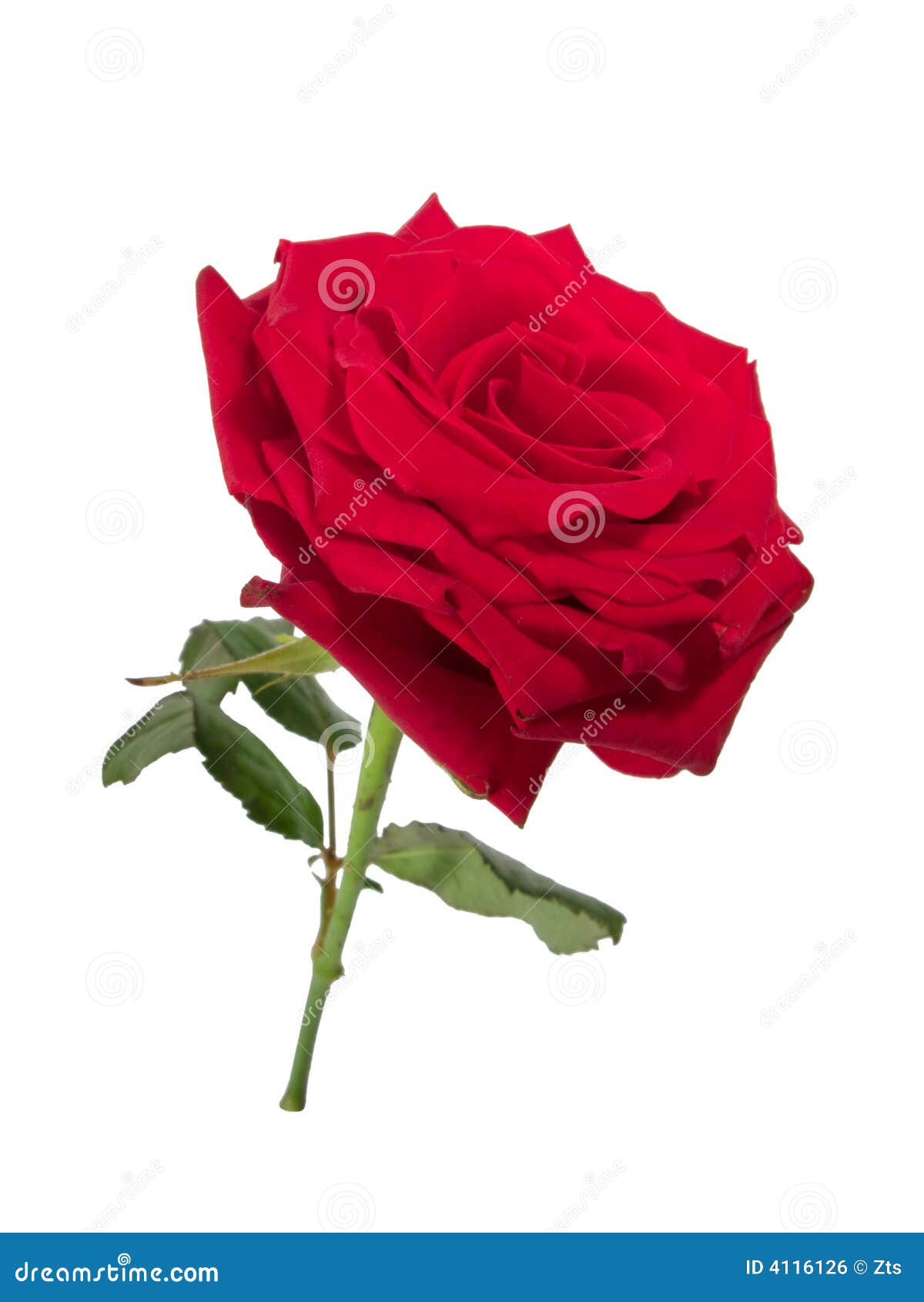 Red rose stock photo. Image of background, lust, flower - 4116126