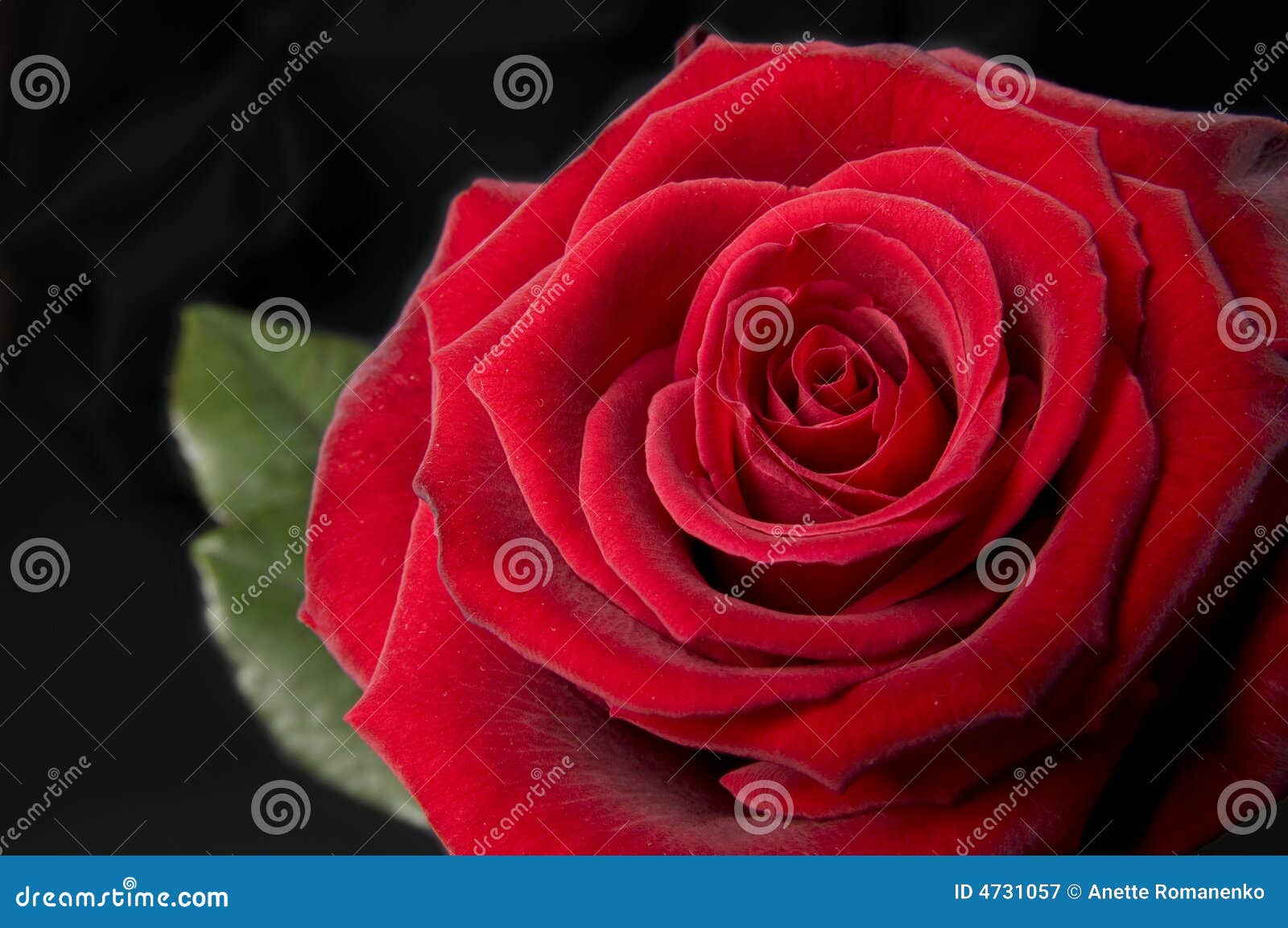 Red rose. stock image. Image of macro, blossoms, background - 4731057