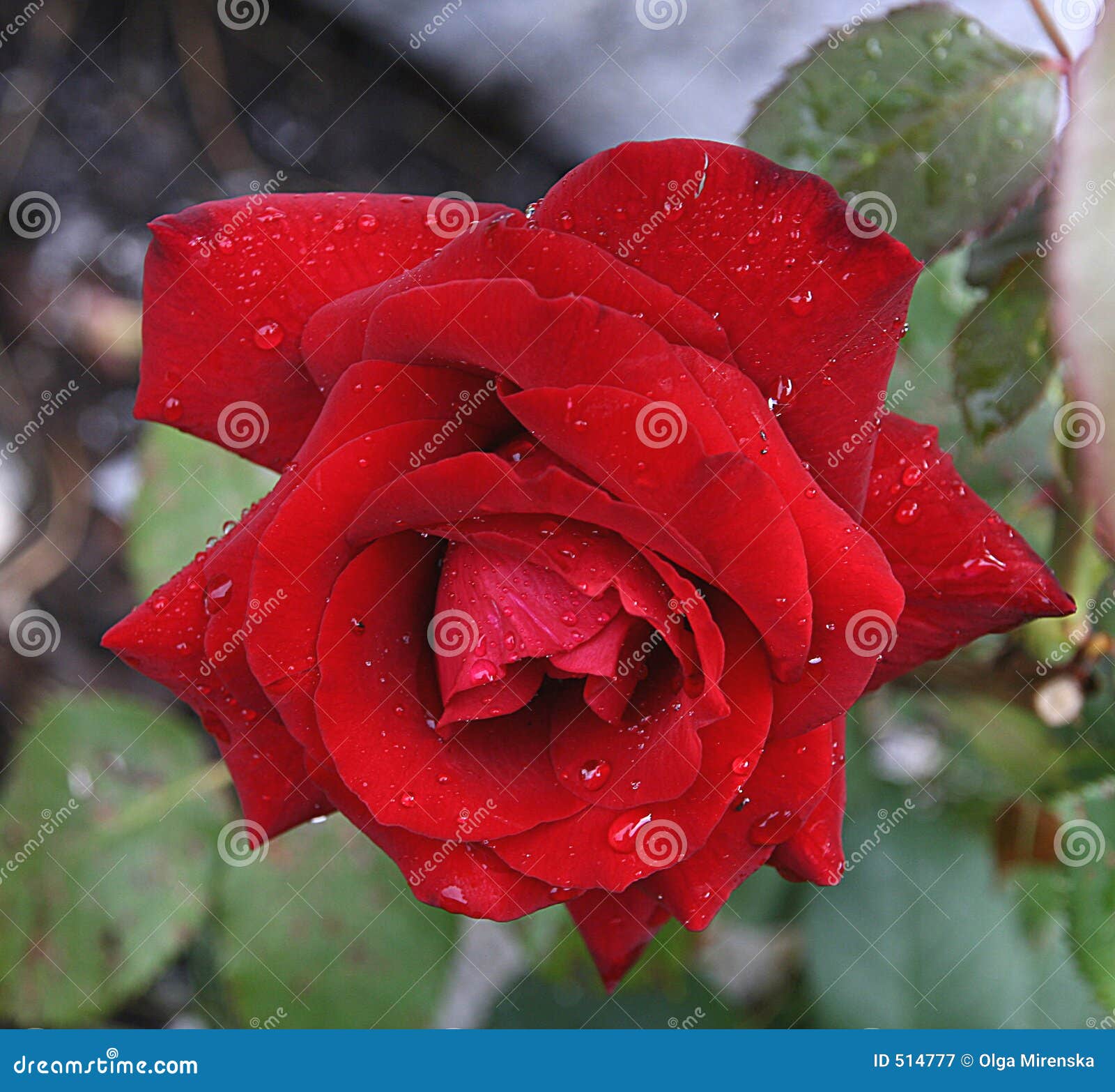 Red rose stock image. Image of greenery, climbing, morning - 514777