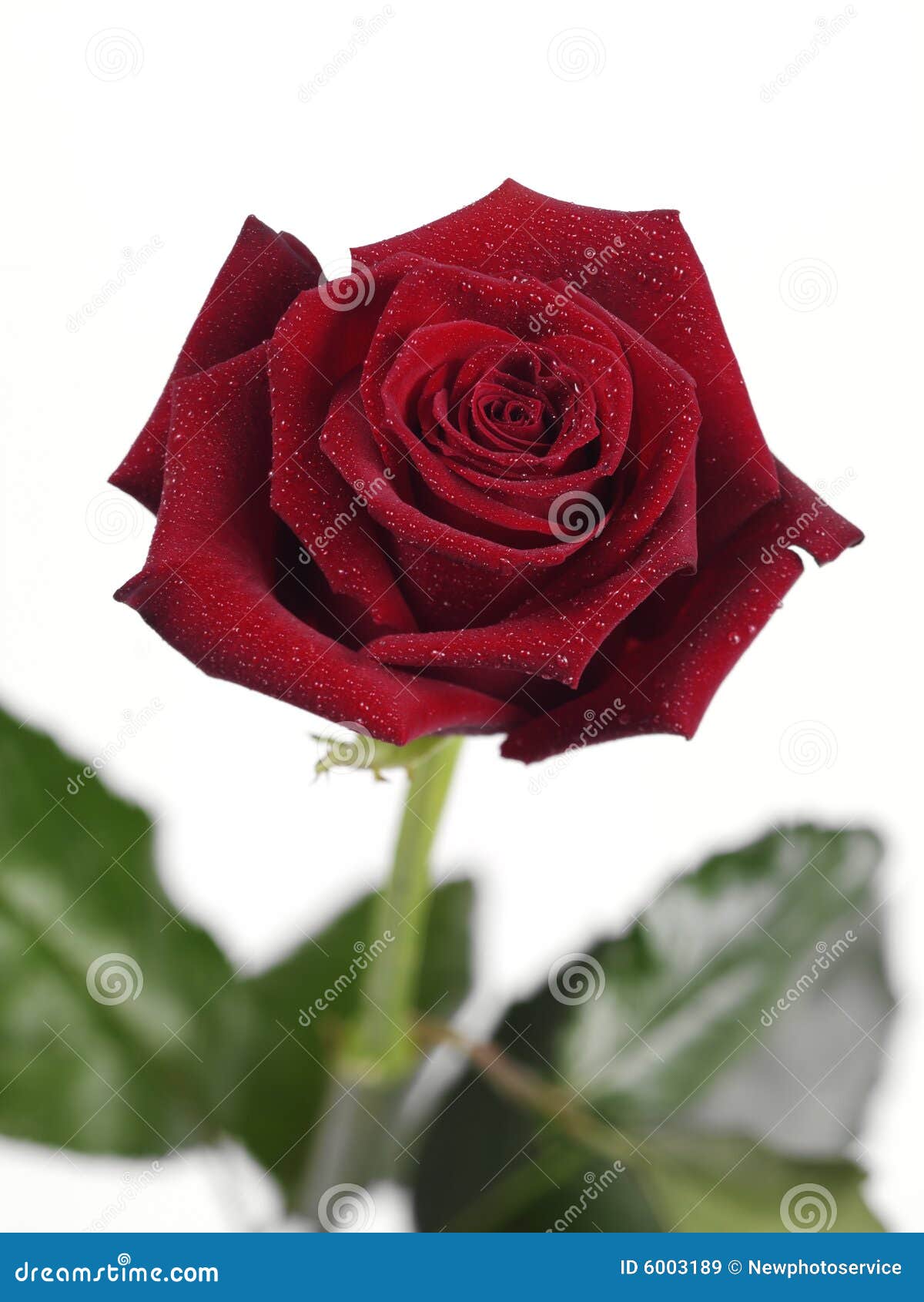 Red rose stock image. Image of object, floral, spring - 6003189