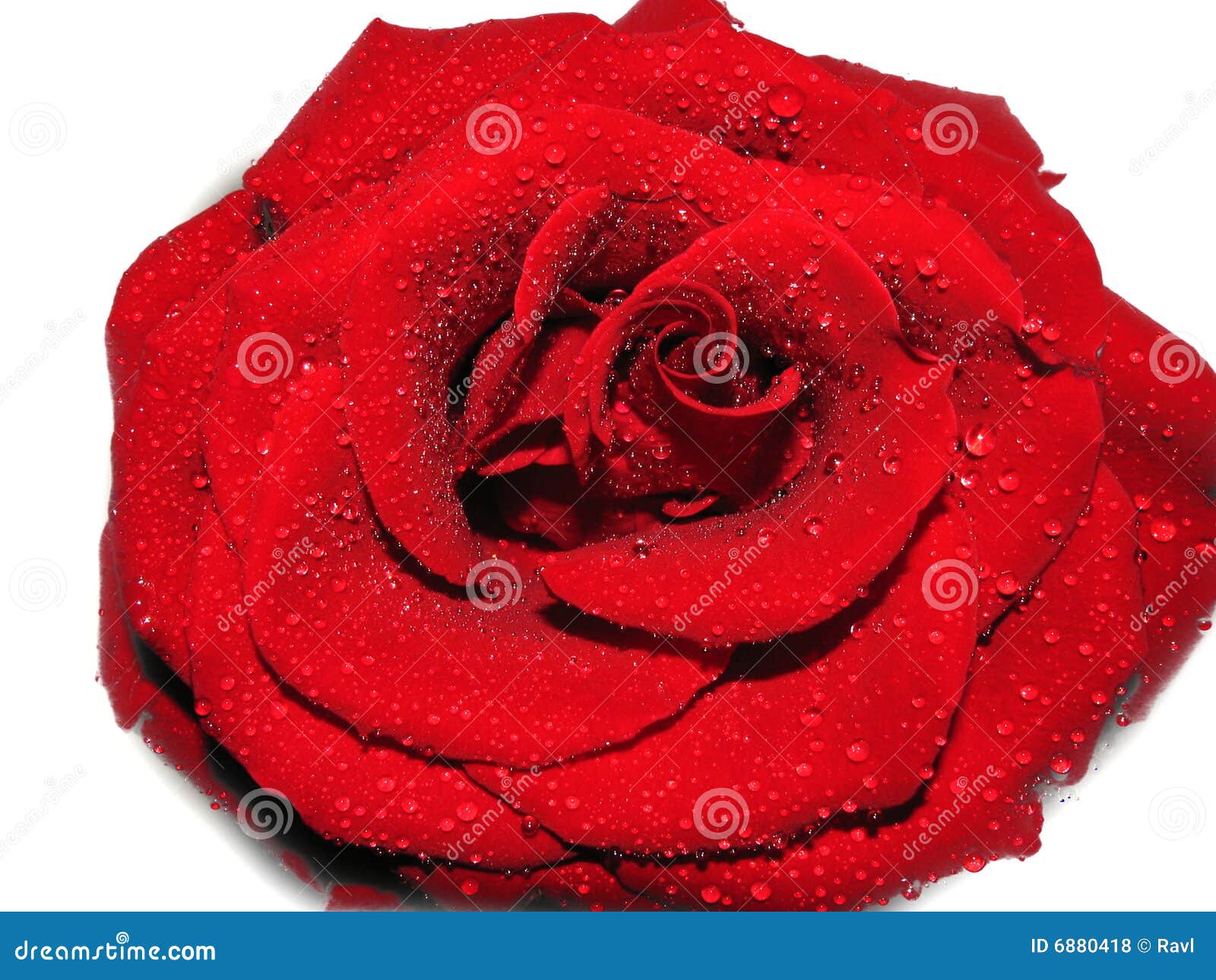 Red rose stock photo. Image of design, close, amor, beauty - 6880418