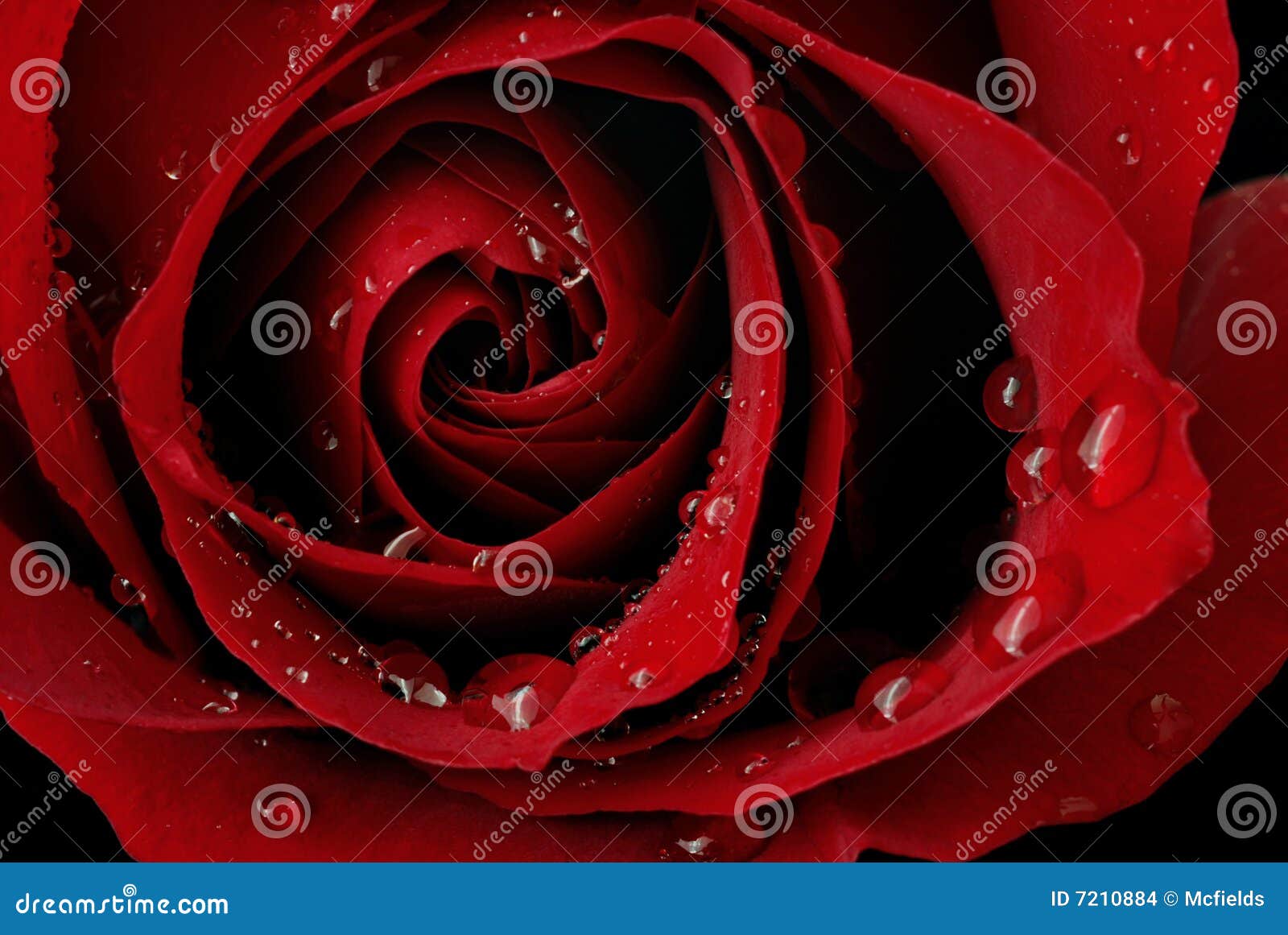 Red Rose stock photo. Image of petals, nature, rose, flower - 7210884