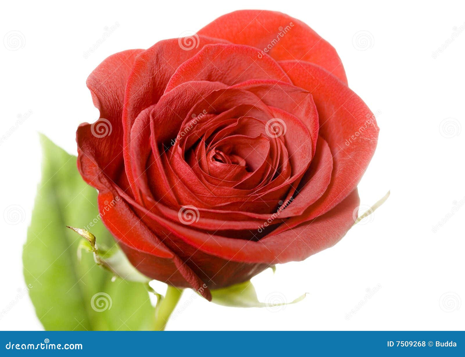 Red rose stock photo. Image of bright, rose, stem, pattern - 7509268