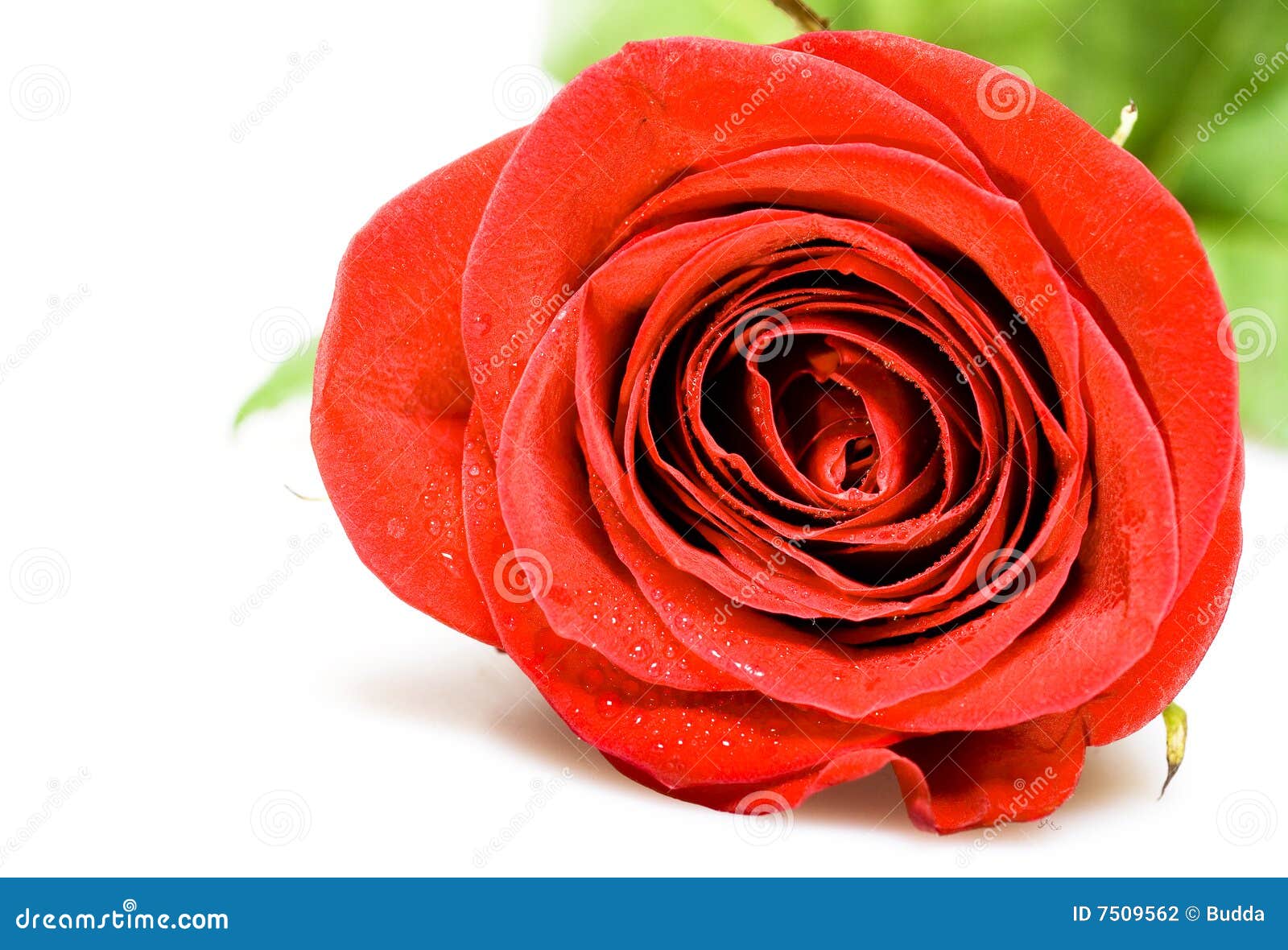 Red rose stock photo. Image of object, closeup, bright - 7509562
