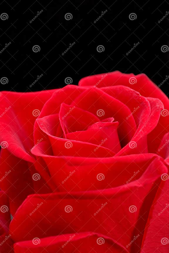 Red Rose stock photo. Image of flower, black, petal, rose - 78662