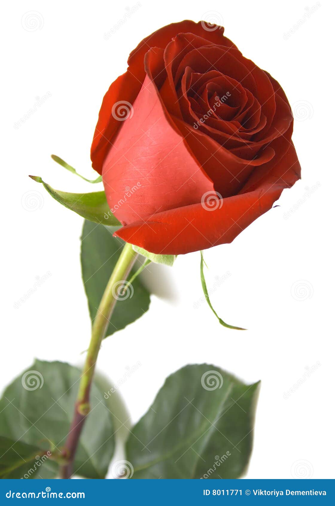 Red rose stock image. Image of petal, green, object, rose - 8011771