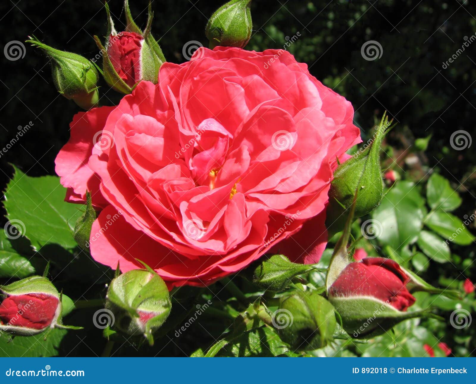 1,434 Red Rose Budding Stock Photos - Free & Royalty-Free Stock Photos ...