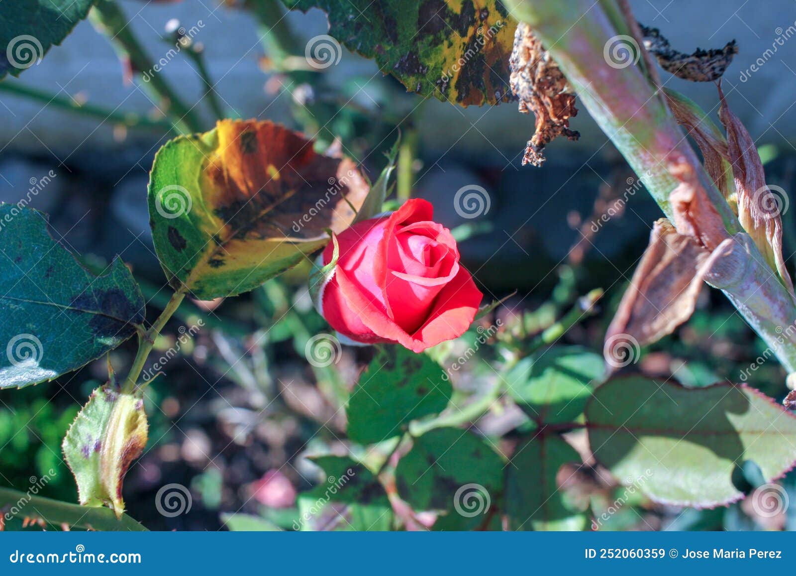 A red rose from above stock image. Image of fresh, floral - 252060359