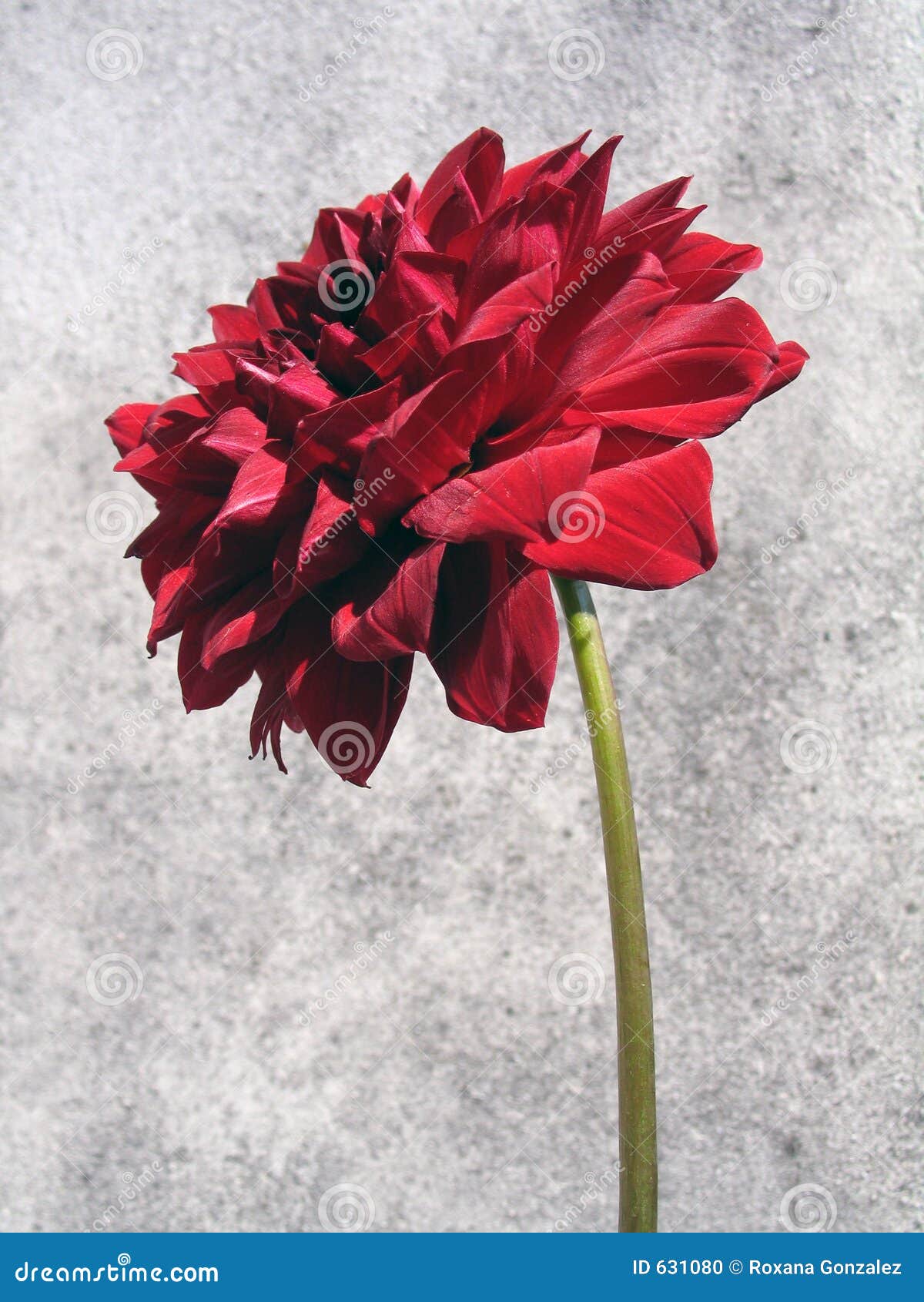 Red Rose in Abstract Background Stock Photo - Image of background ...