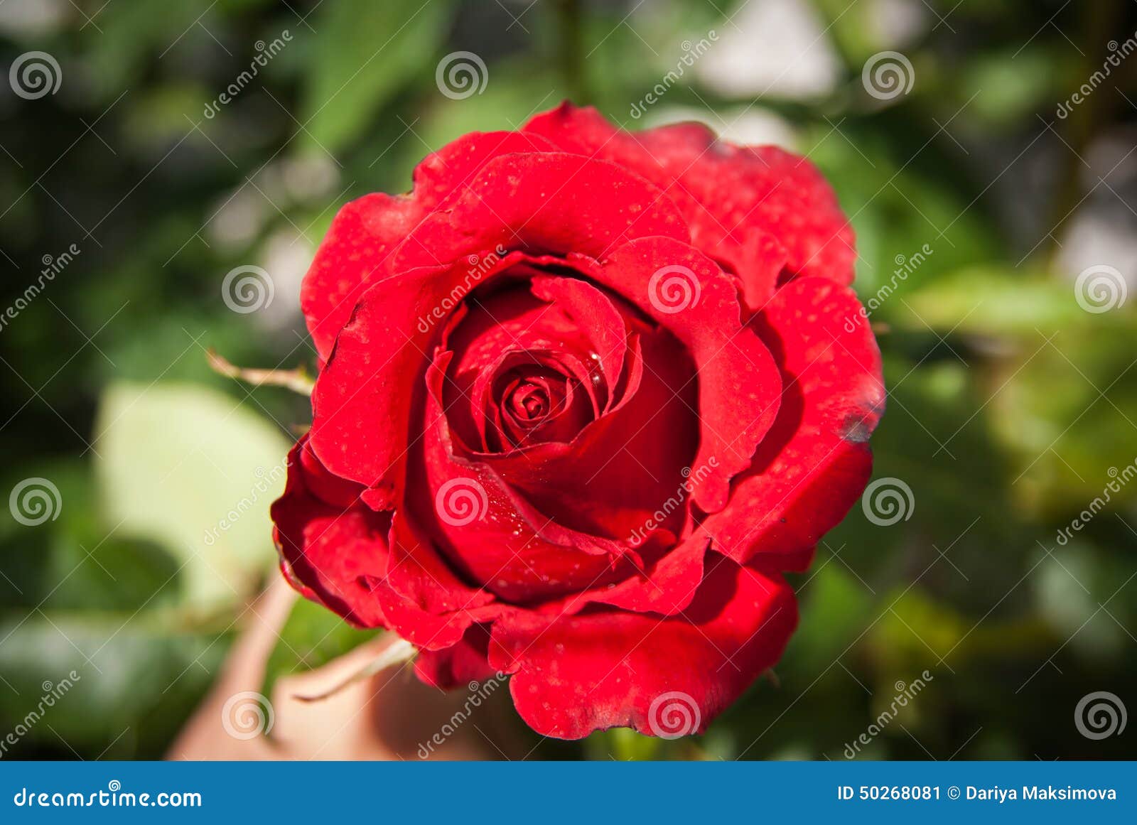 Red rose, Andalusia, Spain stock image. Image of botanical - 50268081