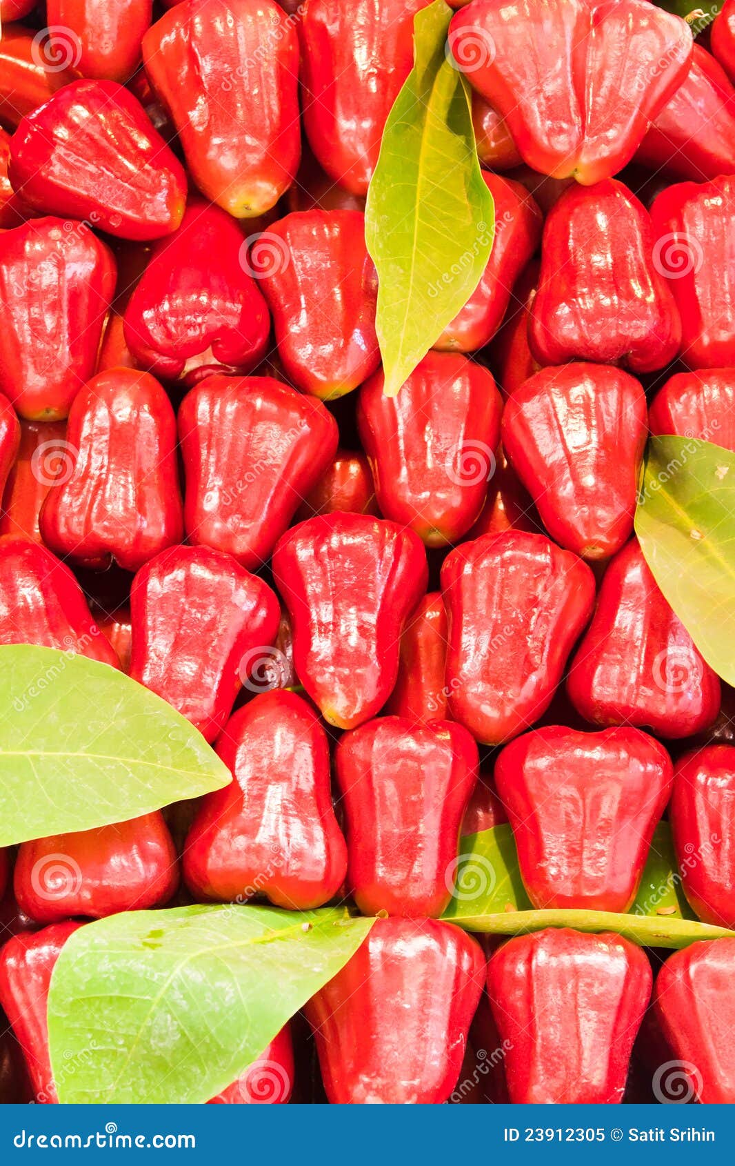 Red rose apple stock image. Image of juice, leaves, shaped - 23912305