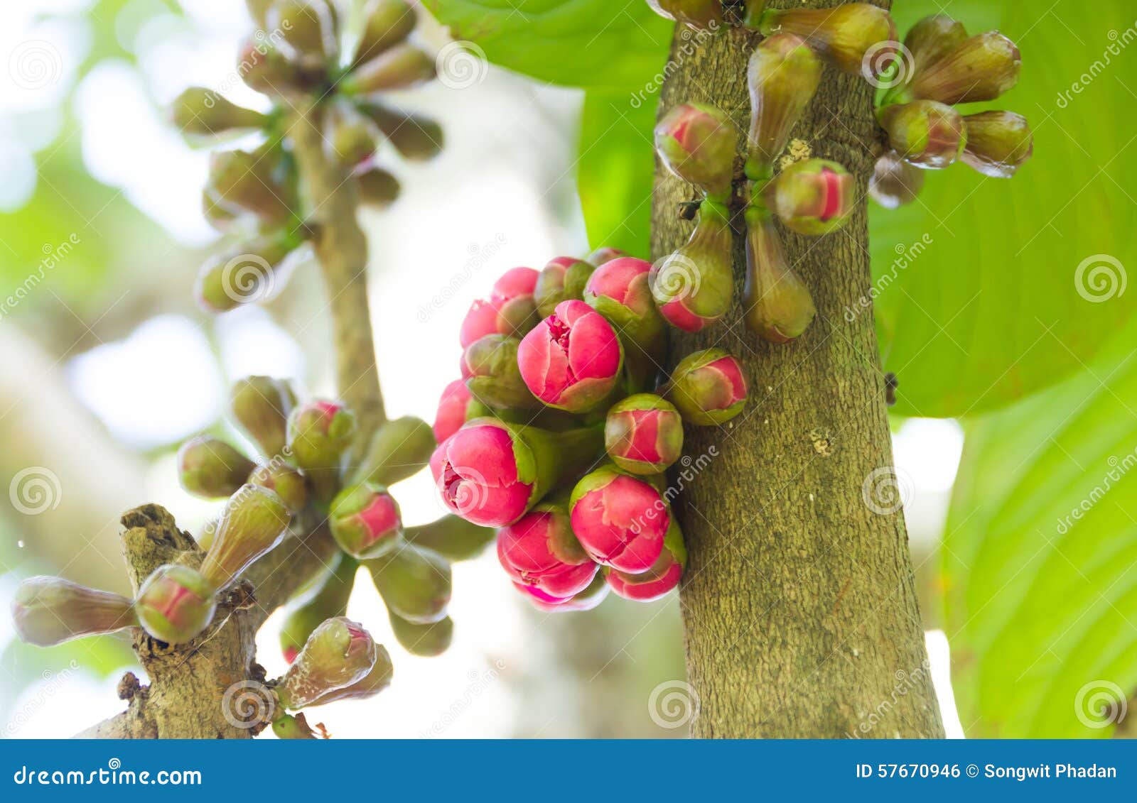 Red rose apple flower stock photo. Image of food, healthy - 57670946