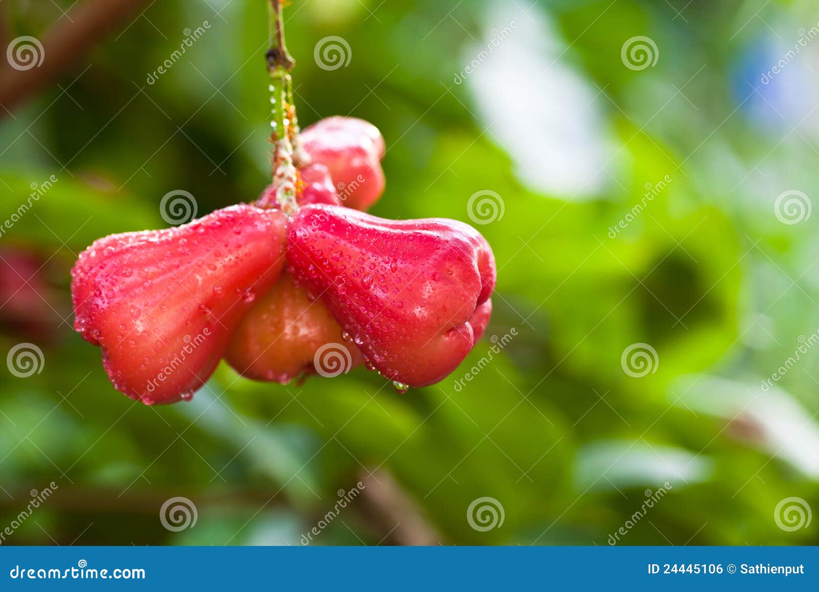 Red Rose Apple on Tree in Garden,Thailand Stock Photo - Image of rose ...