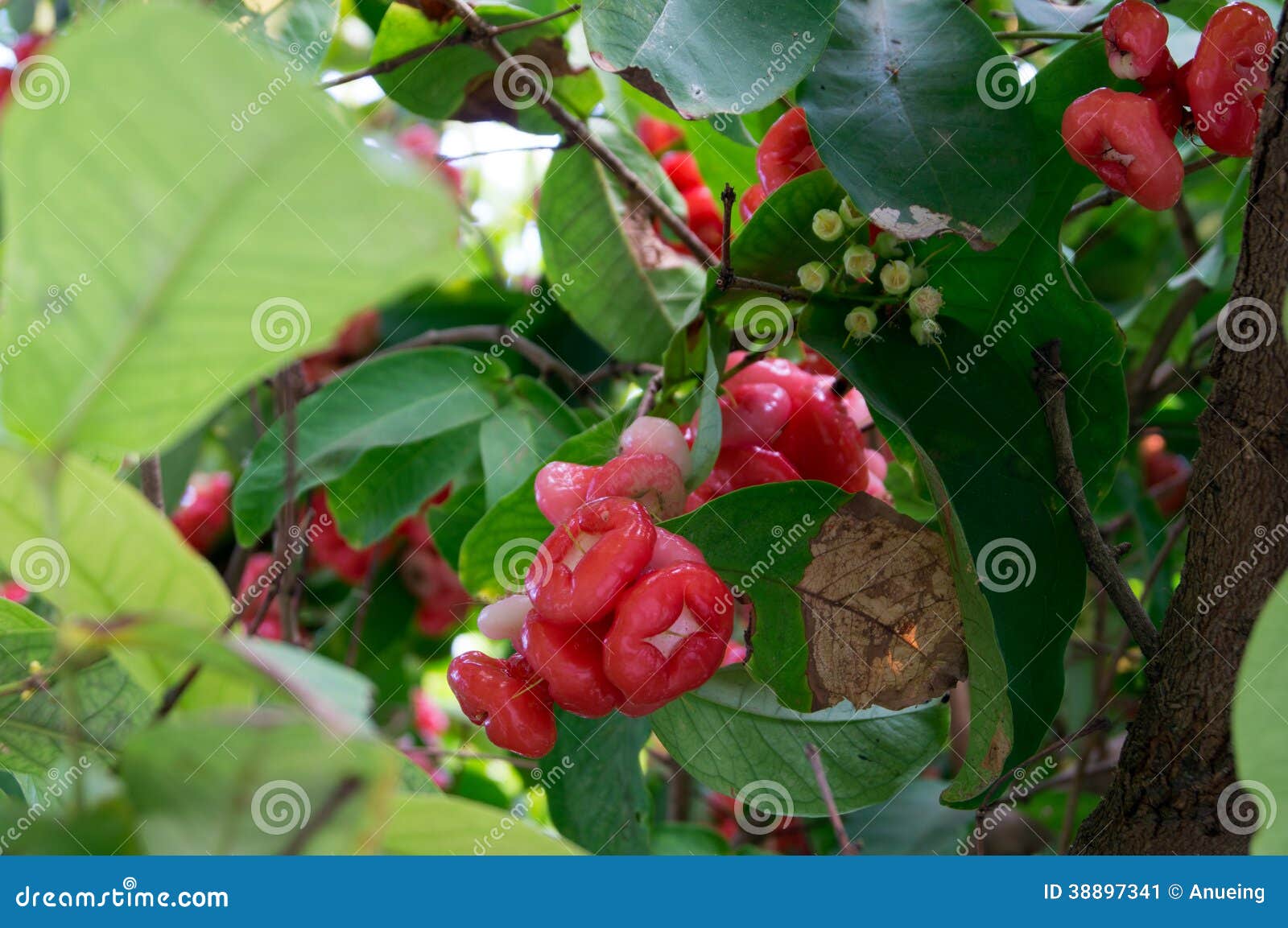 Red Rose apples stock image. Image of food, apple, granny - 38897341