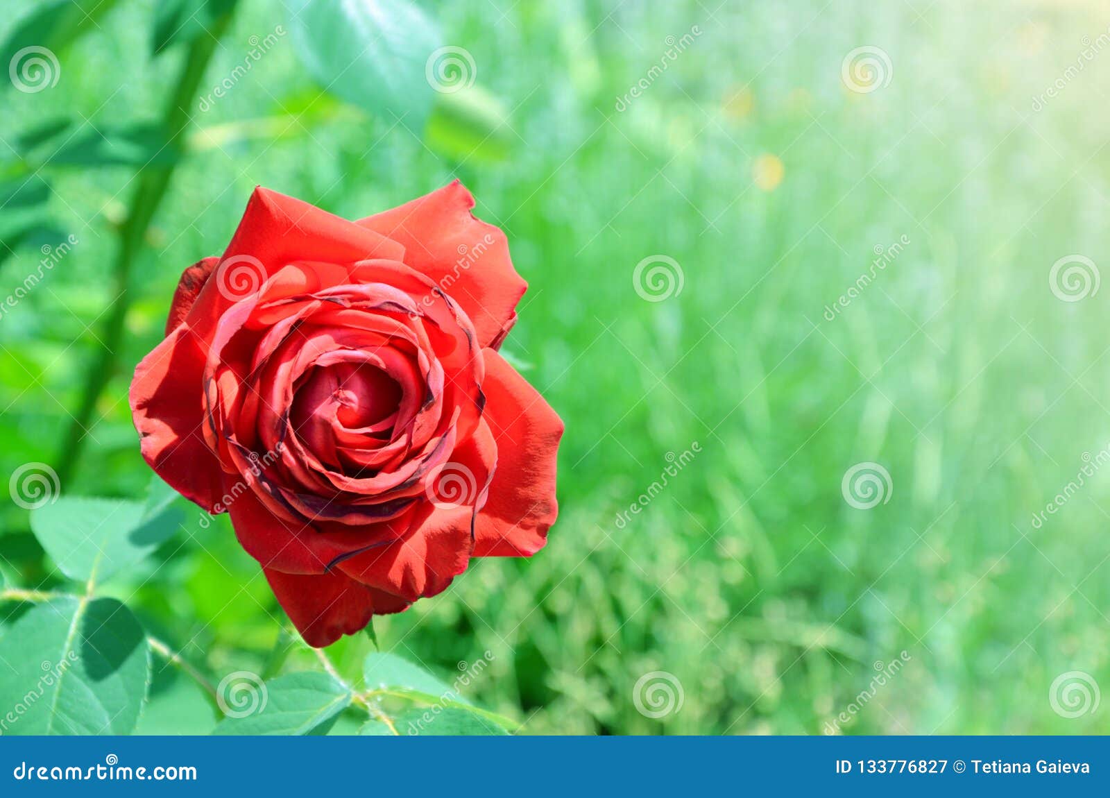Red Rose on the Background of Green Grass Stock Image - Image of ...