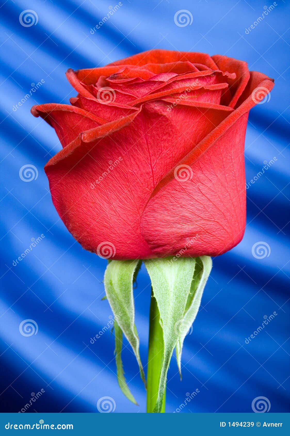 Red rose with background 2 stock image. Image of light - 1494239