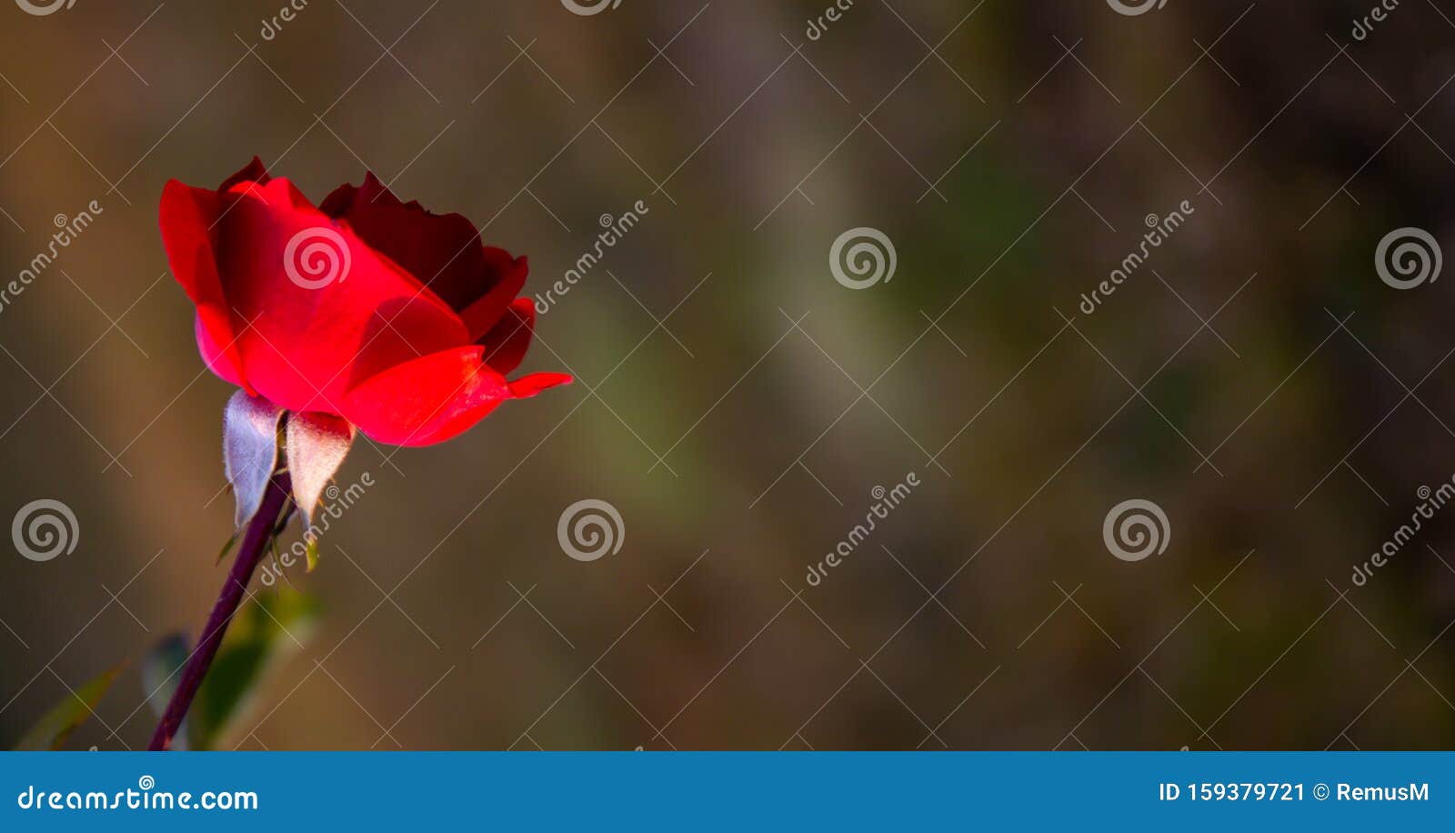 Red Rose, on the Background of Green Forest. Stock Image - Image of ...