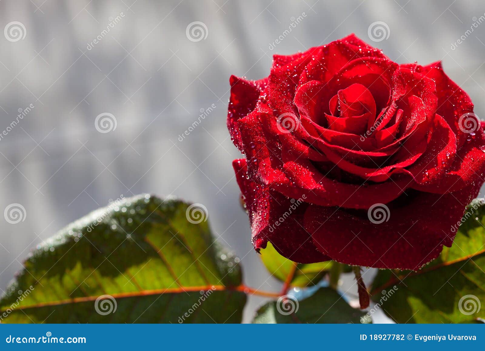 Red Rose on a Background of Nature Stock Photo - Image of head ...
